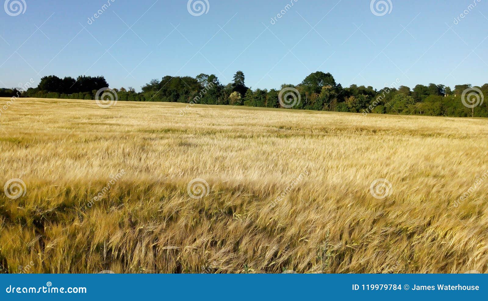 Wheat Field with Trees in Vackground Stock Photo - Image of background ...