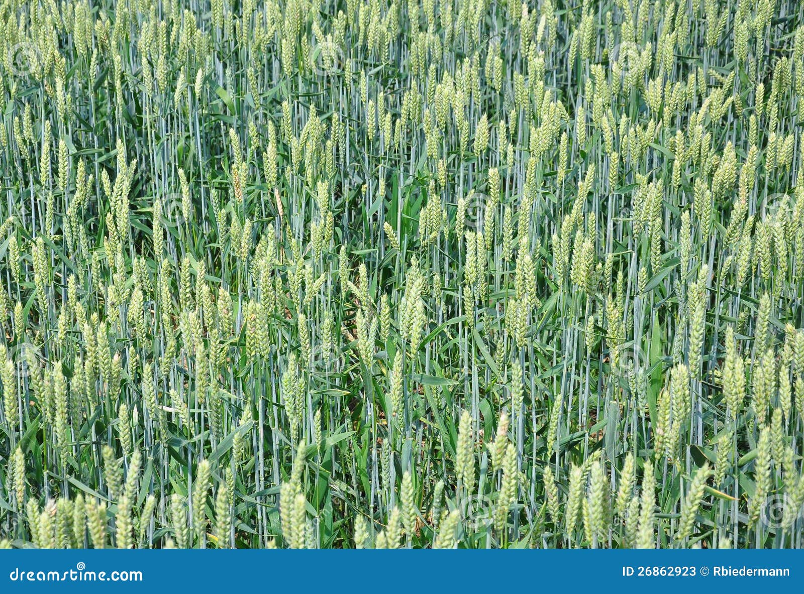 Wheat Field (Triticum Aestivum) Stock Image - Image of flora, plant ...