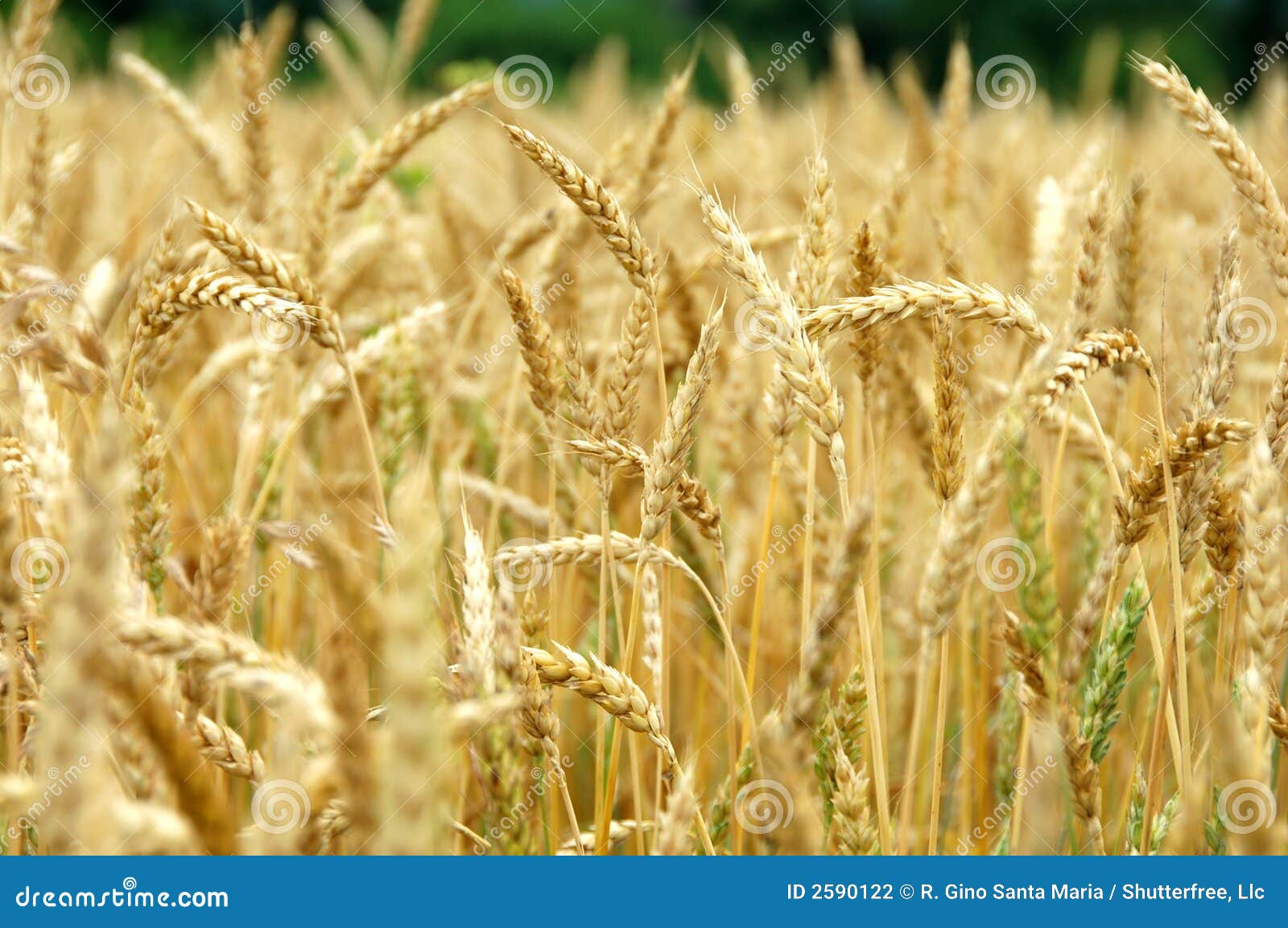Wheat Field Turning Ripe stock photo. Image of plant, blooming - 2590122