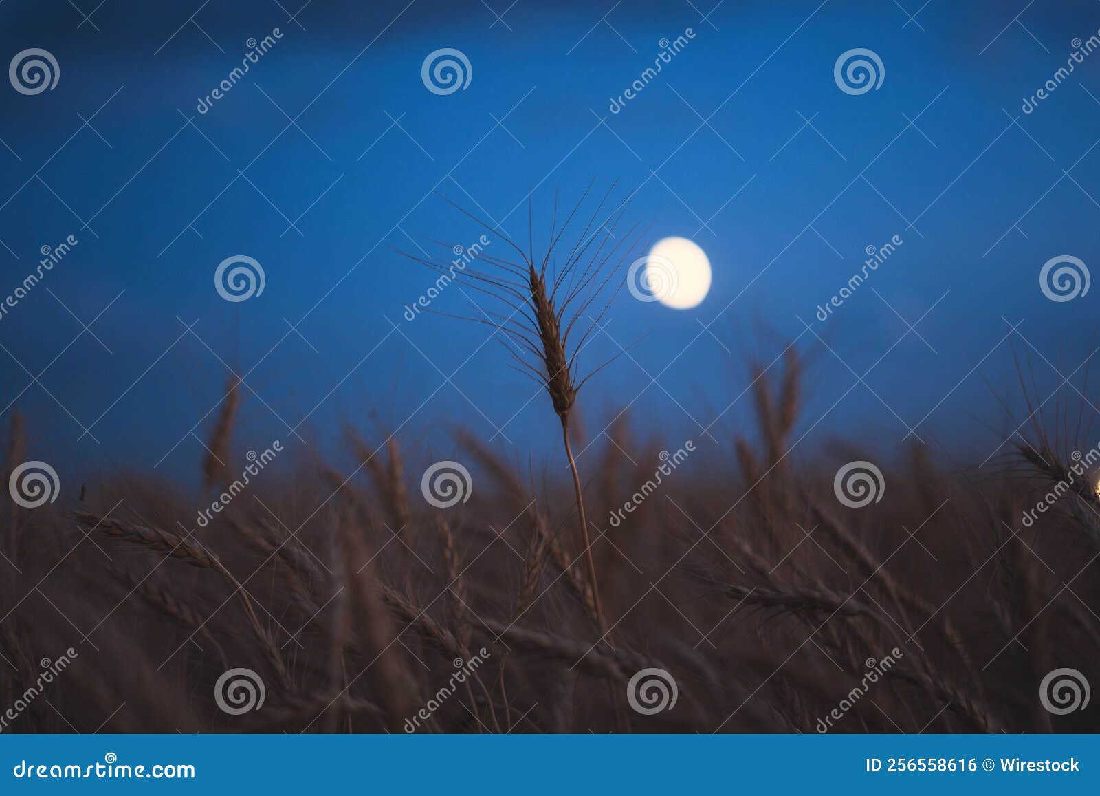 Wheat Field Under the Moonlight Stock Photo - Image of dark, natural ...