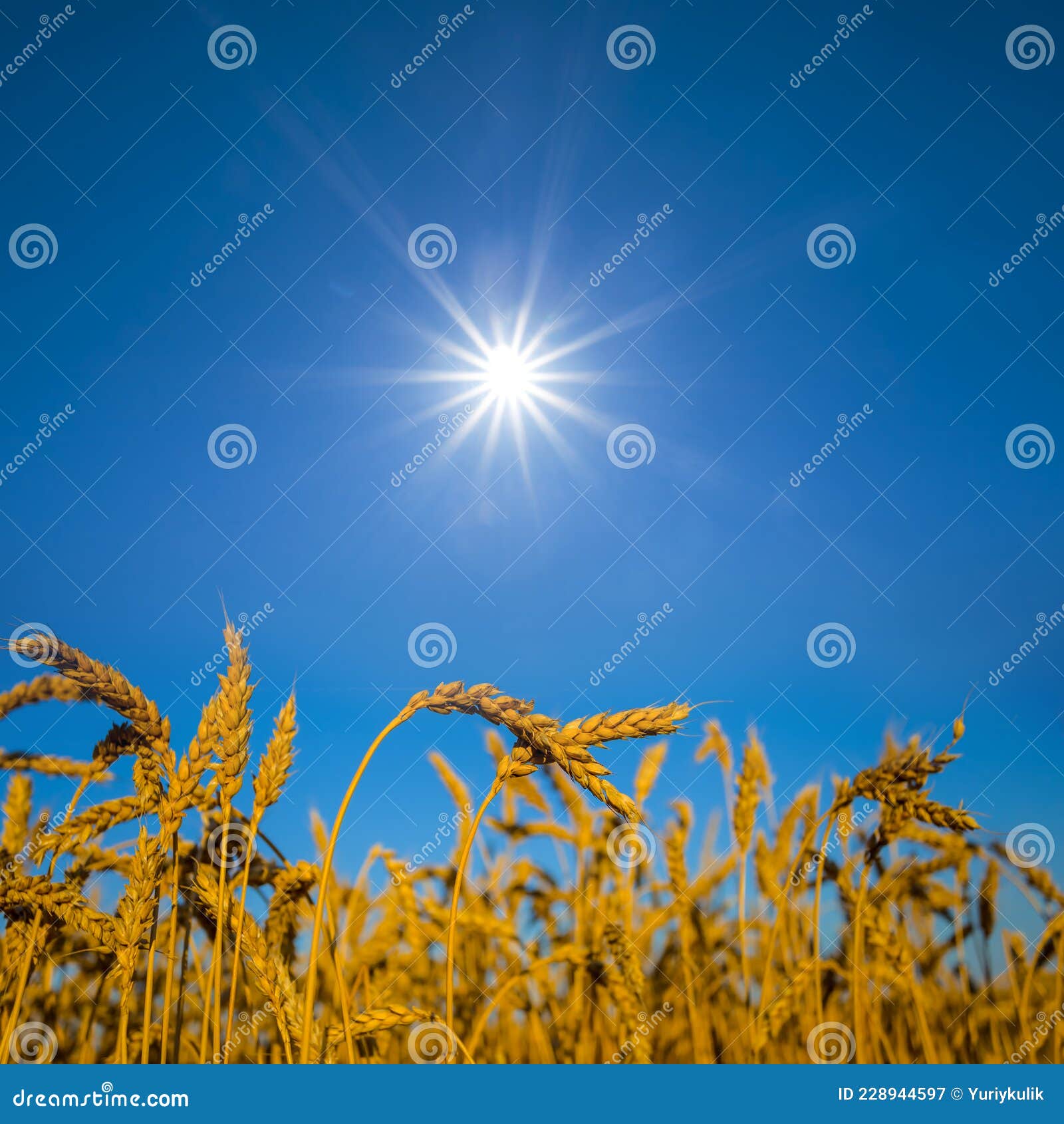 Wheat Field Under a Sparkle Sun Stock Image - Image of meal, happiness ...