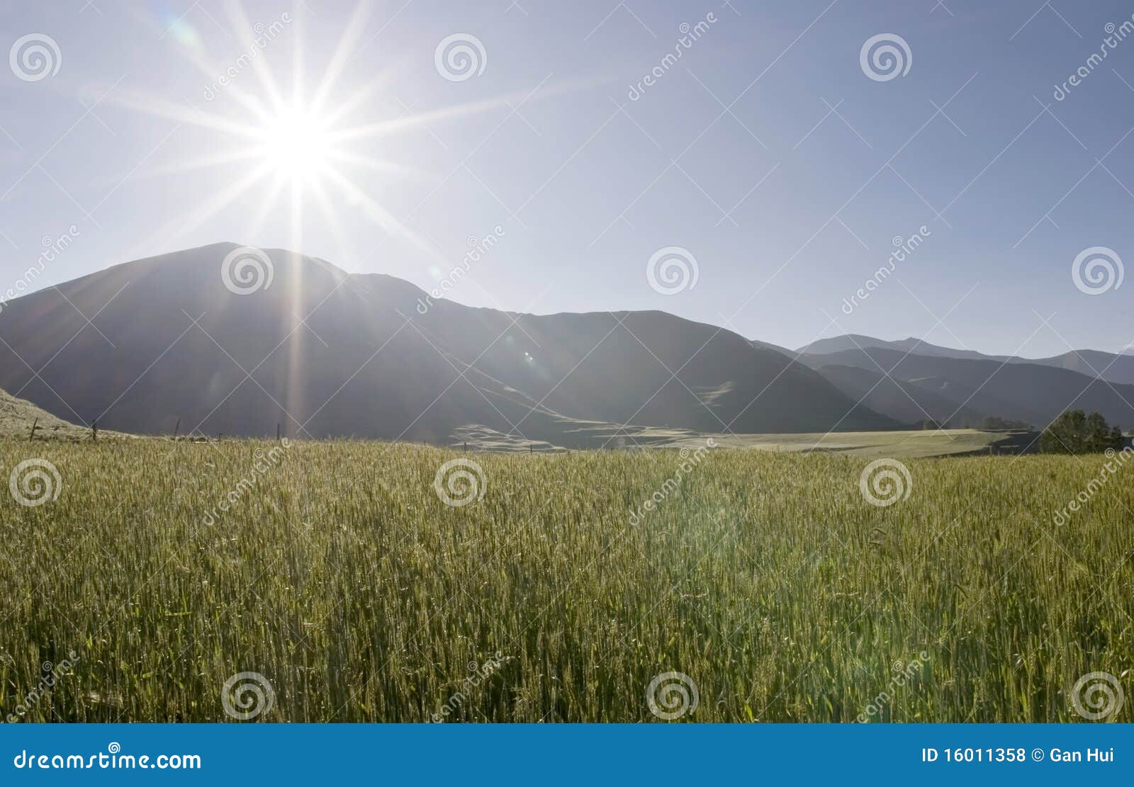 Wheat field under the sun stock photo. Image of backlight - 16011358