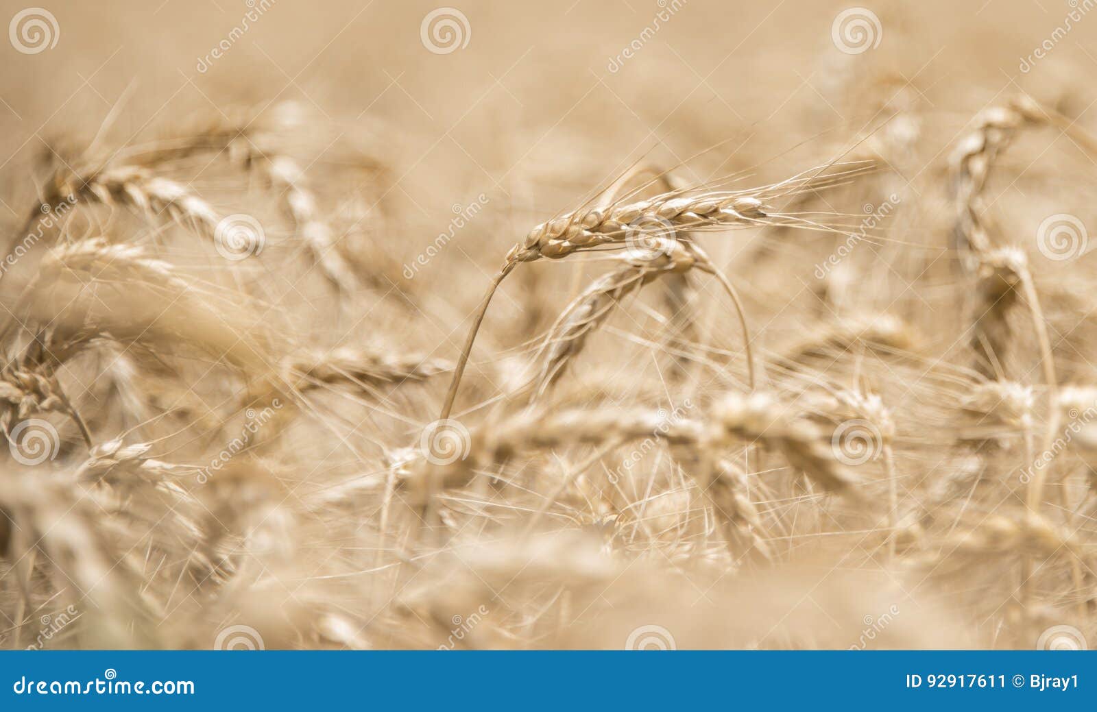 Wheat field up close stock image. Image of wheat, nature - 92917611