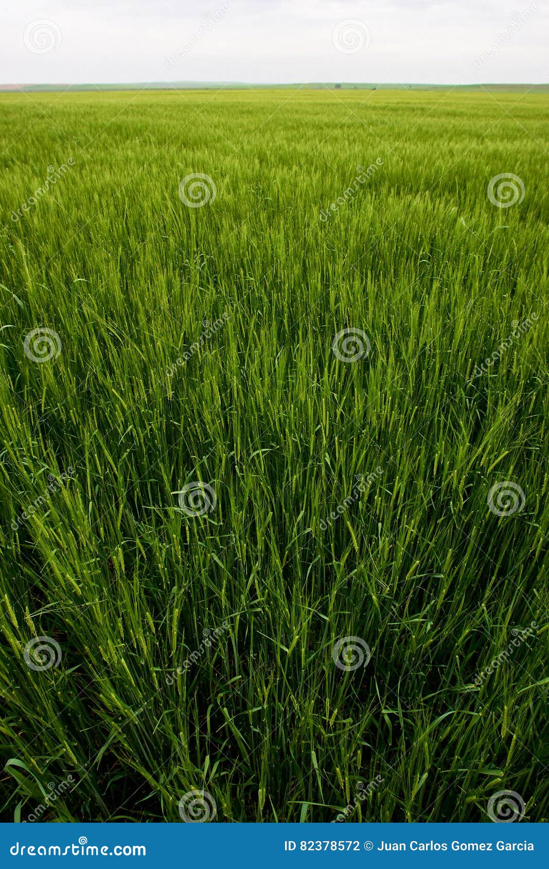 Wheat field stock photo. Image of rural, country, crops - 82378572