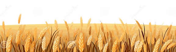 Wheat Field Vector Simple 3d Smooth Cut and Paste Isolated Illustration ...