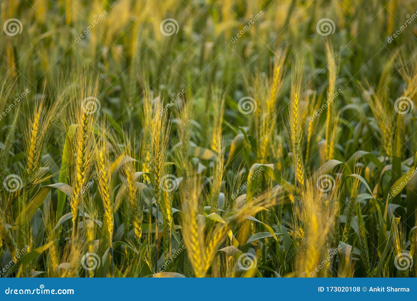 Wheat Field at Vegetative Stage of Crop Stock Photo - Image of czech ...