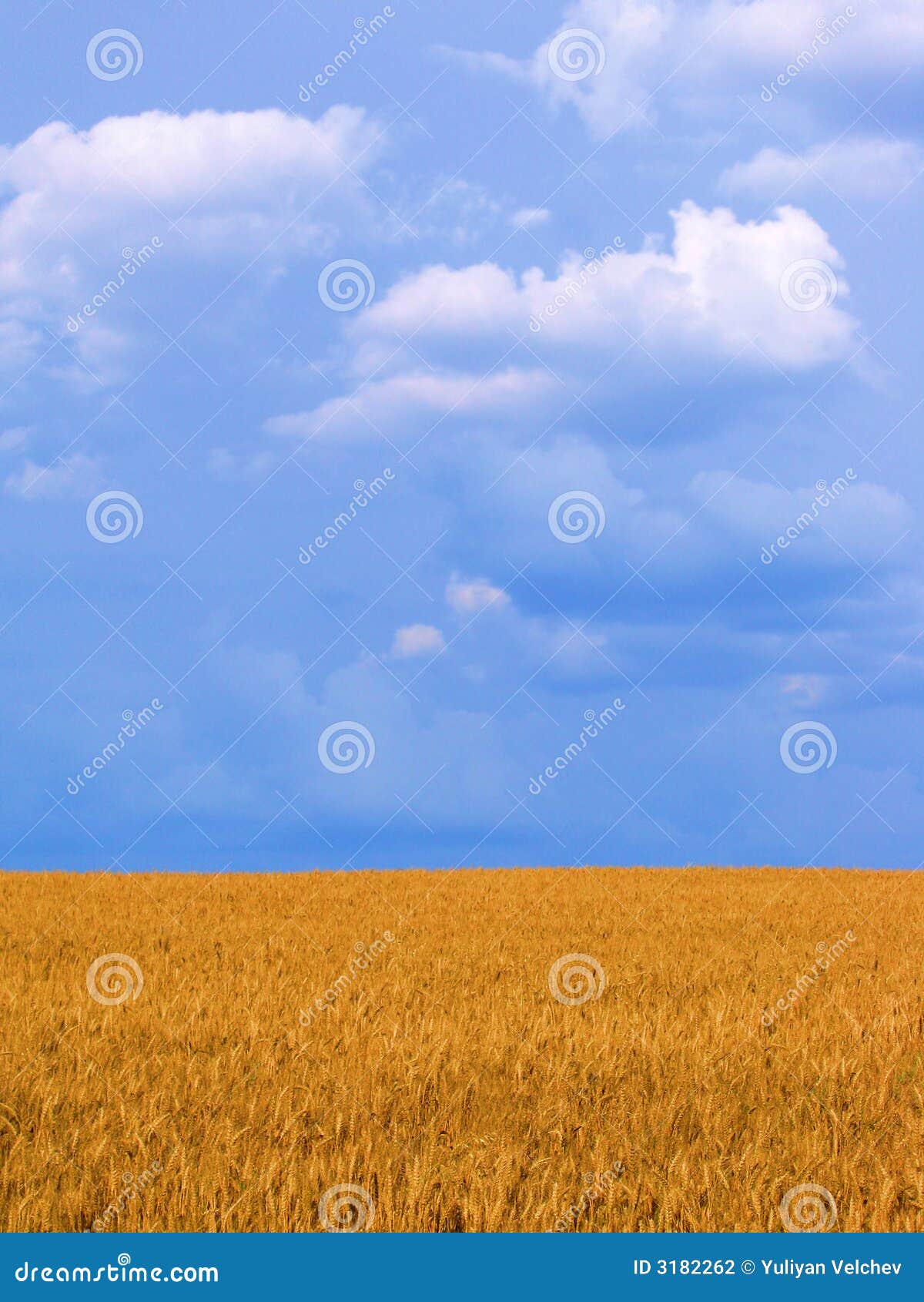 Wheat field vertical stock photo. Image of cereal, farmland - 3182262