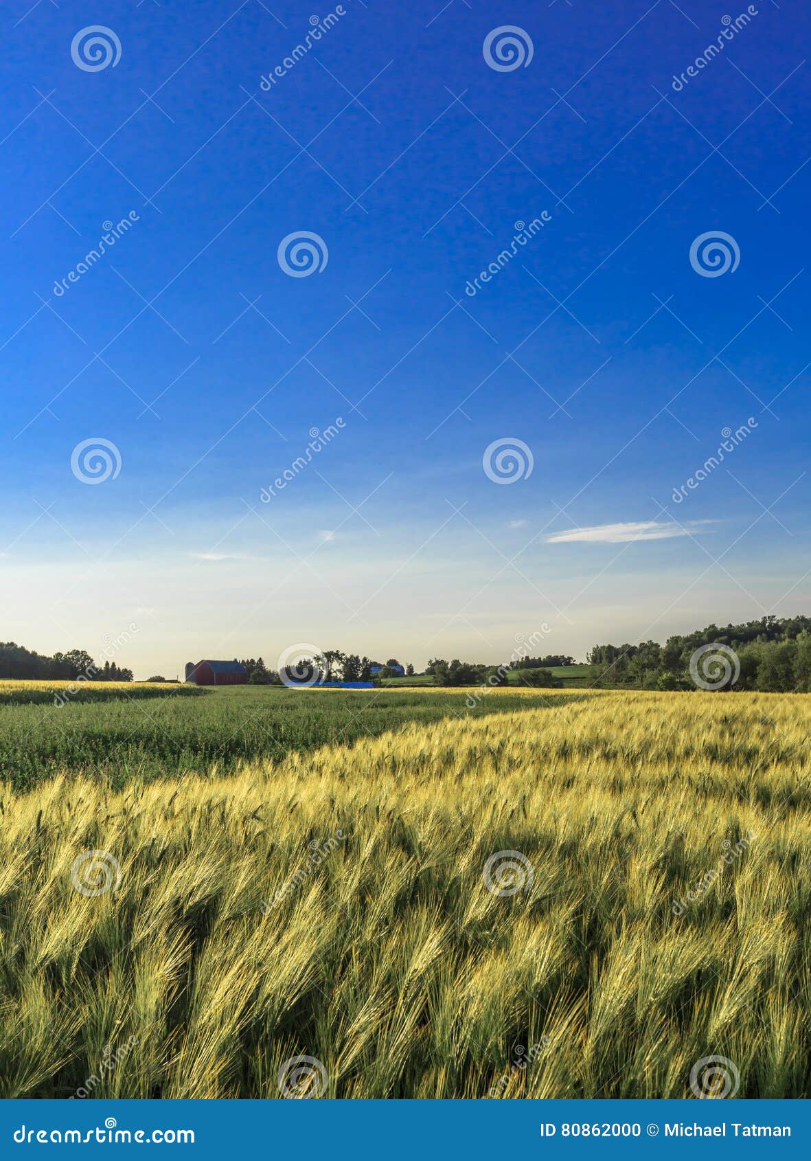 Wheat field vertical stock photo. Image of blue, white - 80862000