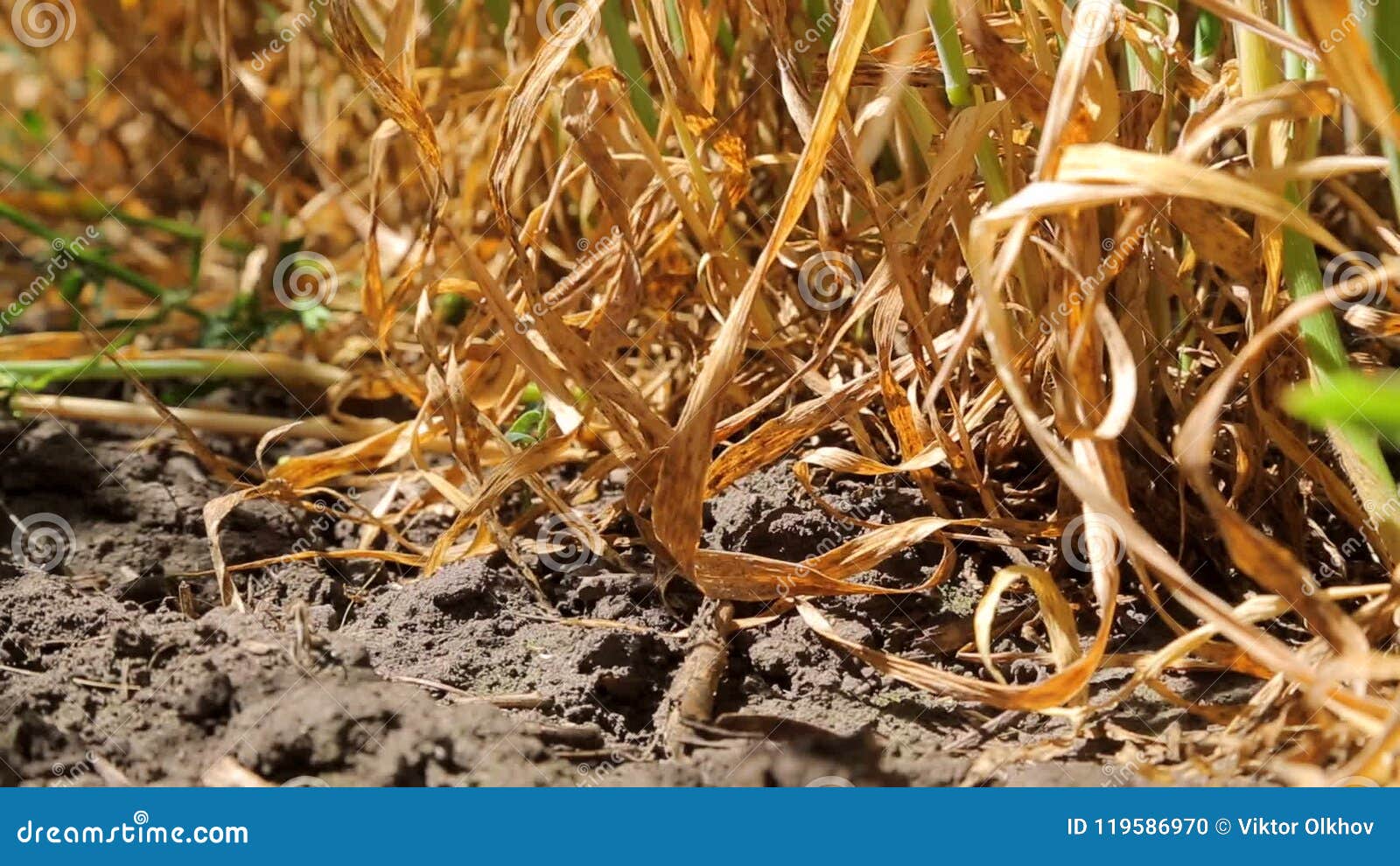 Wheat Field, View from Ground Level. Roots and Leaves of Wheat and Rye ...