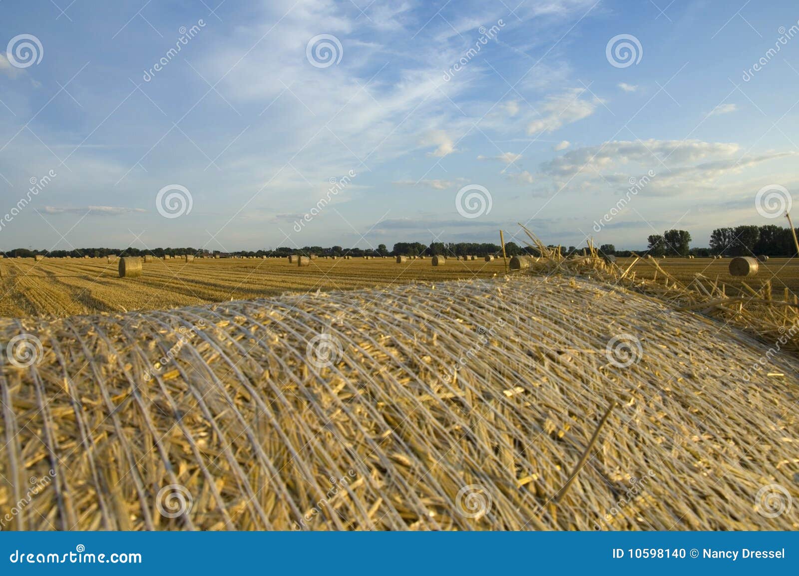 Wheat Field View from a Hay Ball Stock Photo - Image of funny, position ...
