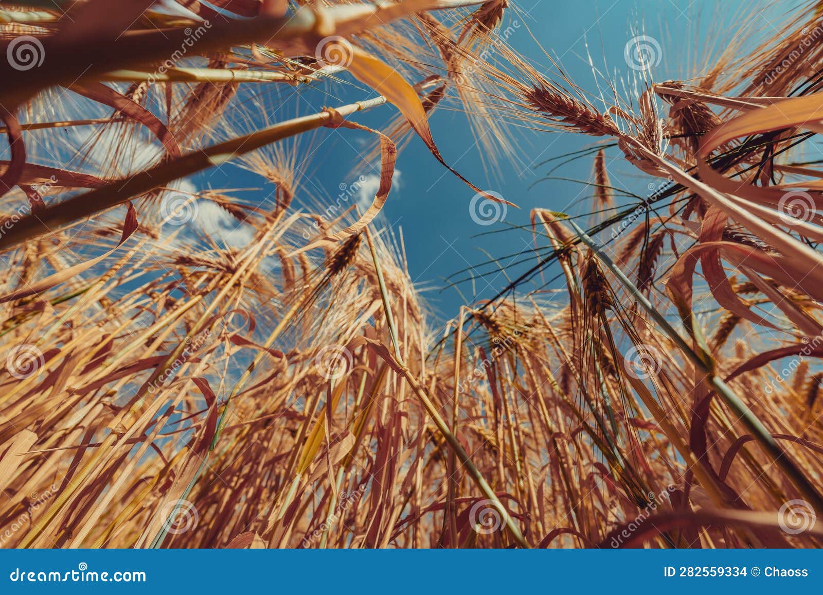 Wheat Field, Wide Angle View from the Ground Stock Photo - Image of ...
