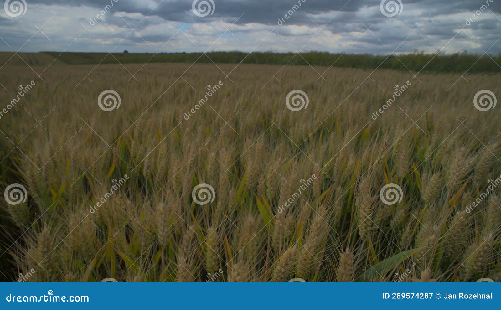 Wheat Field in Wind: a Summer Dance Stock Video - Video of partly ...