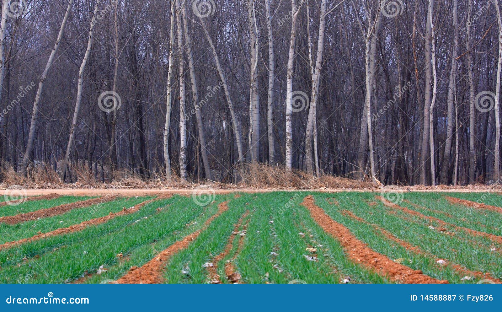 Wheat field in winter stock image. Image of green, fields - 14588887