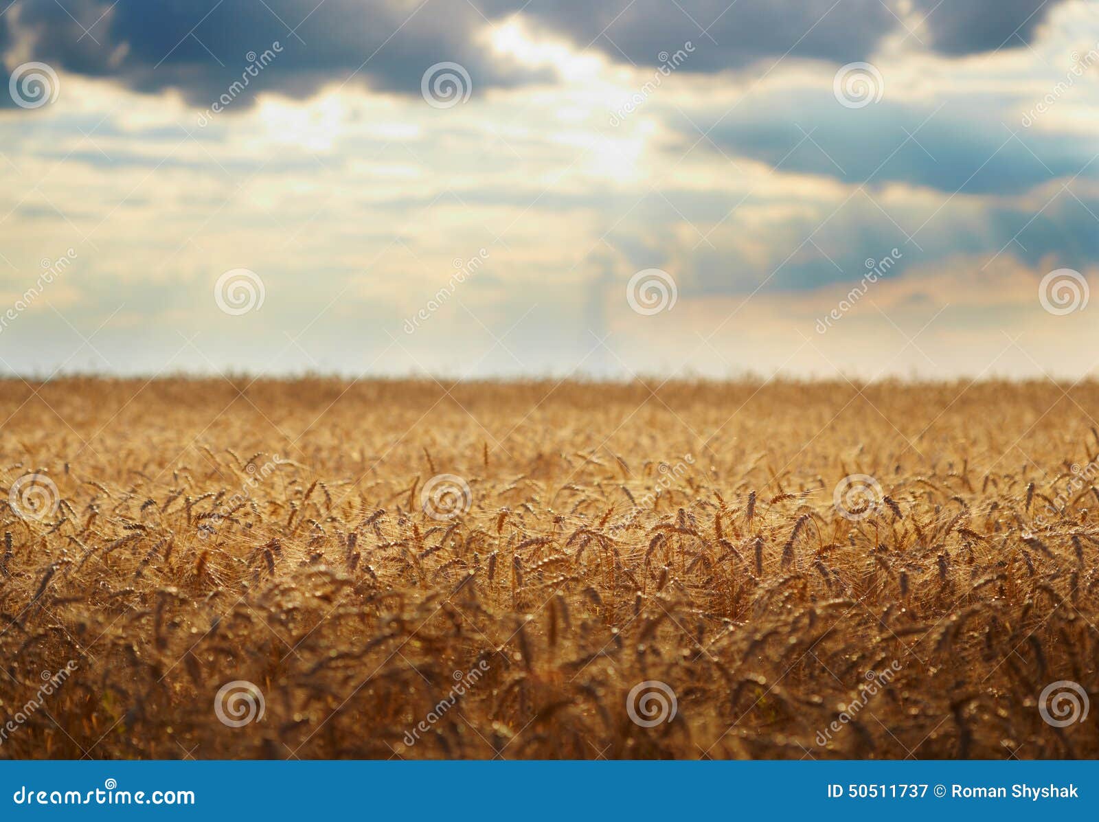 Wheat Field. Yellow Grain Ready for Harvest Stock Image - Image of ...