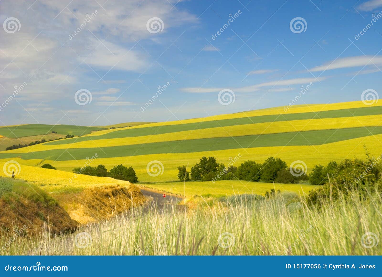 Palouse Wheat Fields in Countryside Stock Photo - Image of rural ...