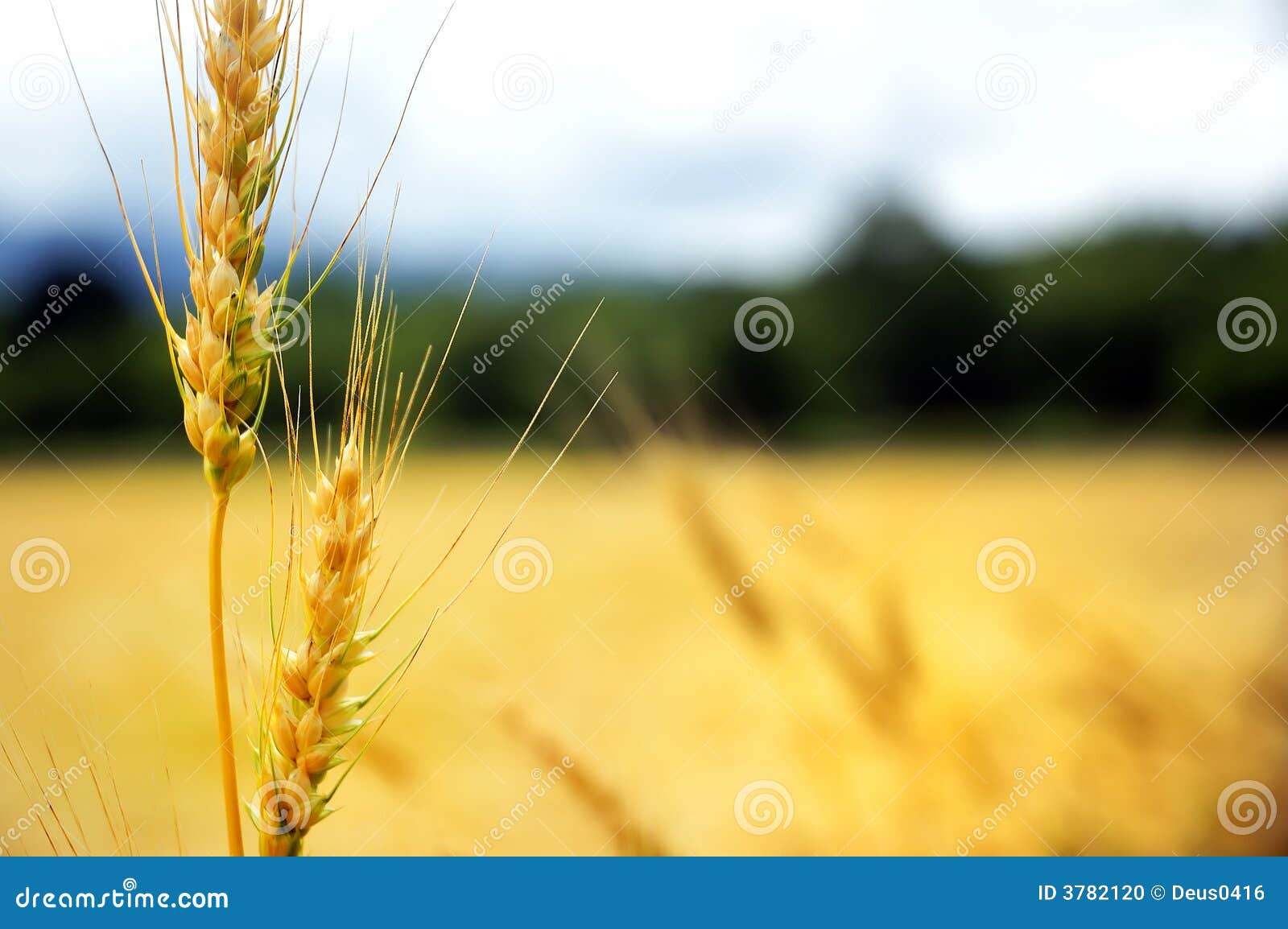 Wheat Fields stock photo. Image of sapporo, beautiful - 3782120