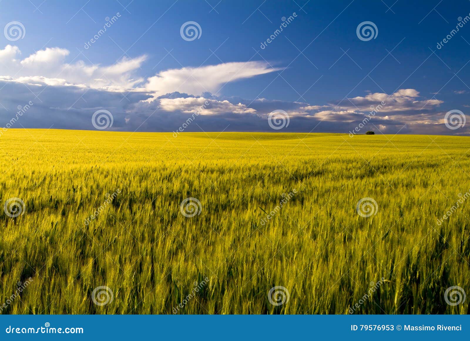 Wheat Fields, Apulia, Italy Stock Image - Image of grain, hills: 79576953