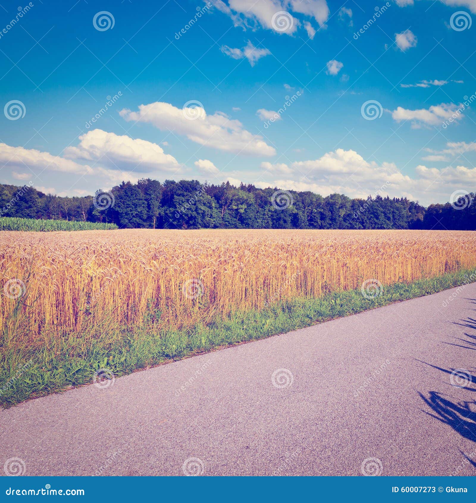 Wheat Fields stock image. Image of grass, field, blue - 60007273