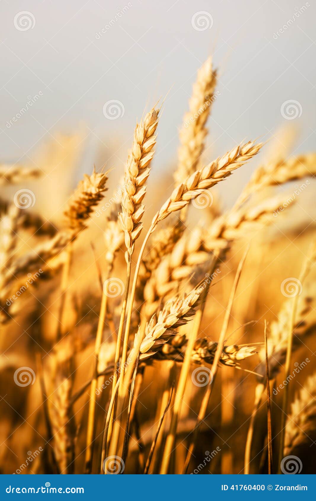 Wheat fields stock photo. Image of beautiful, healthy - 41760400