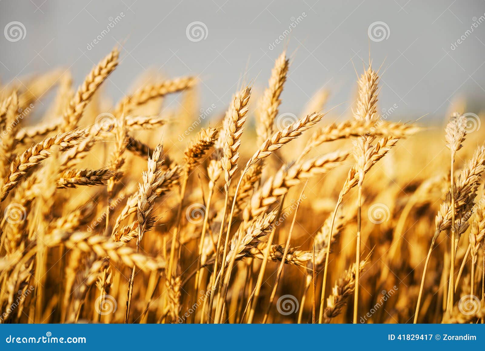 Wheat fields stock image. Image of harvest, cereal, crop - 41829417