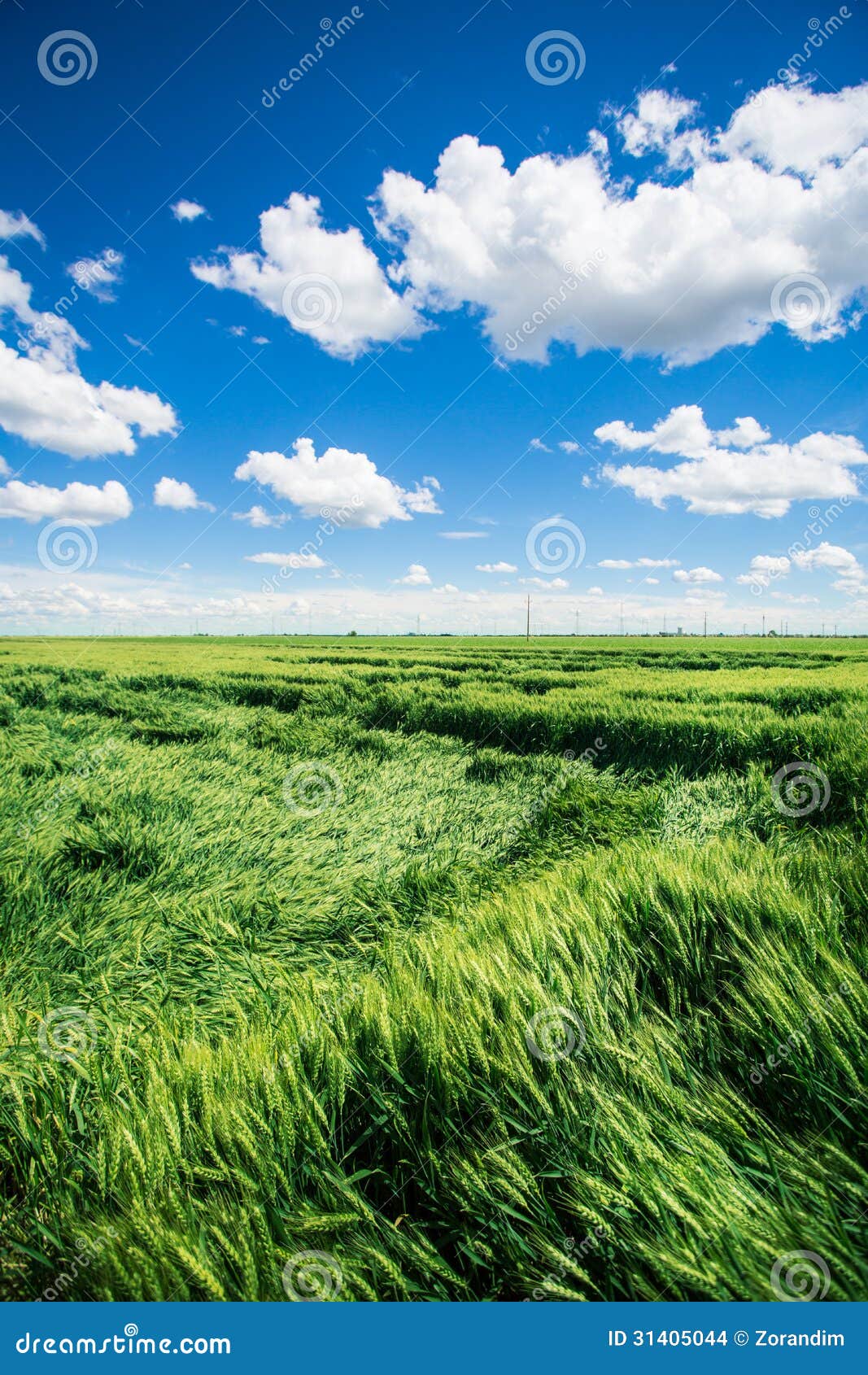 Wheat fields stock photo. Image of scene, harvest, organic - 31405044