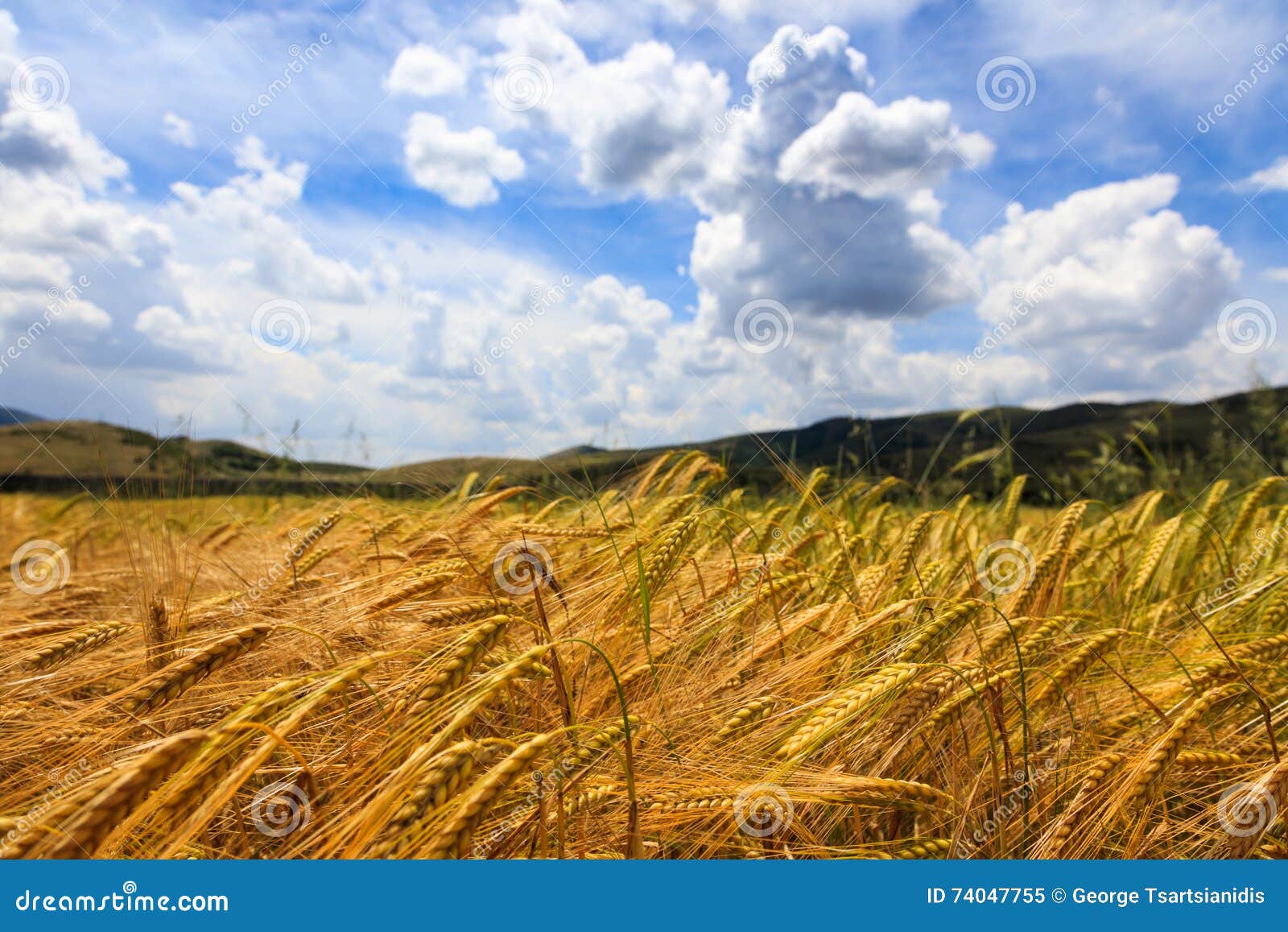 Wheat fields with blue sky stock image. Image of cloudy - 74047755