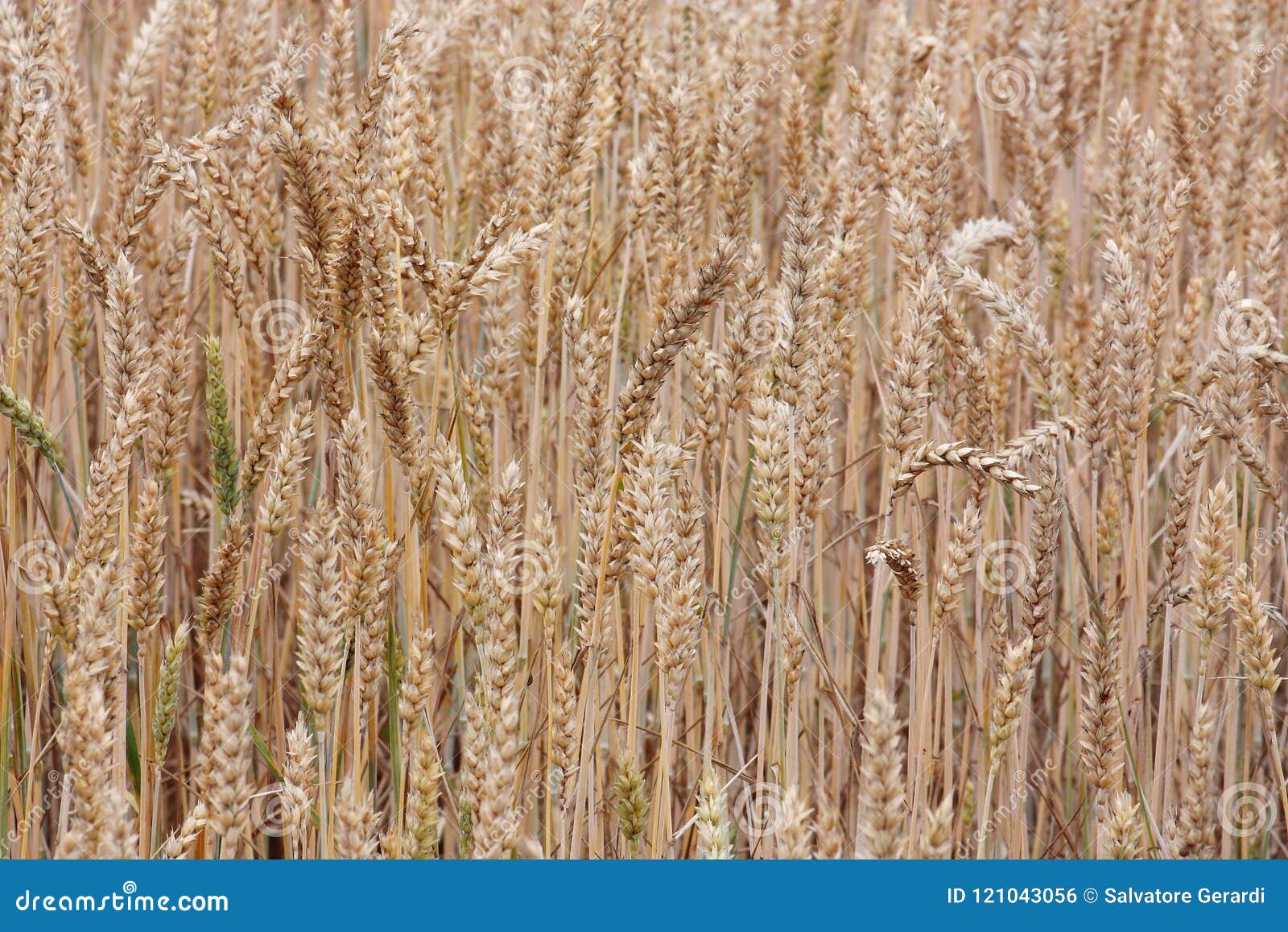 Wheat Fields Close Up Background Stock Photo - Image of wheat, field ...