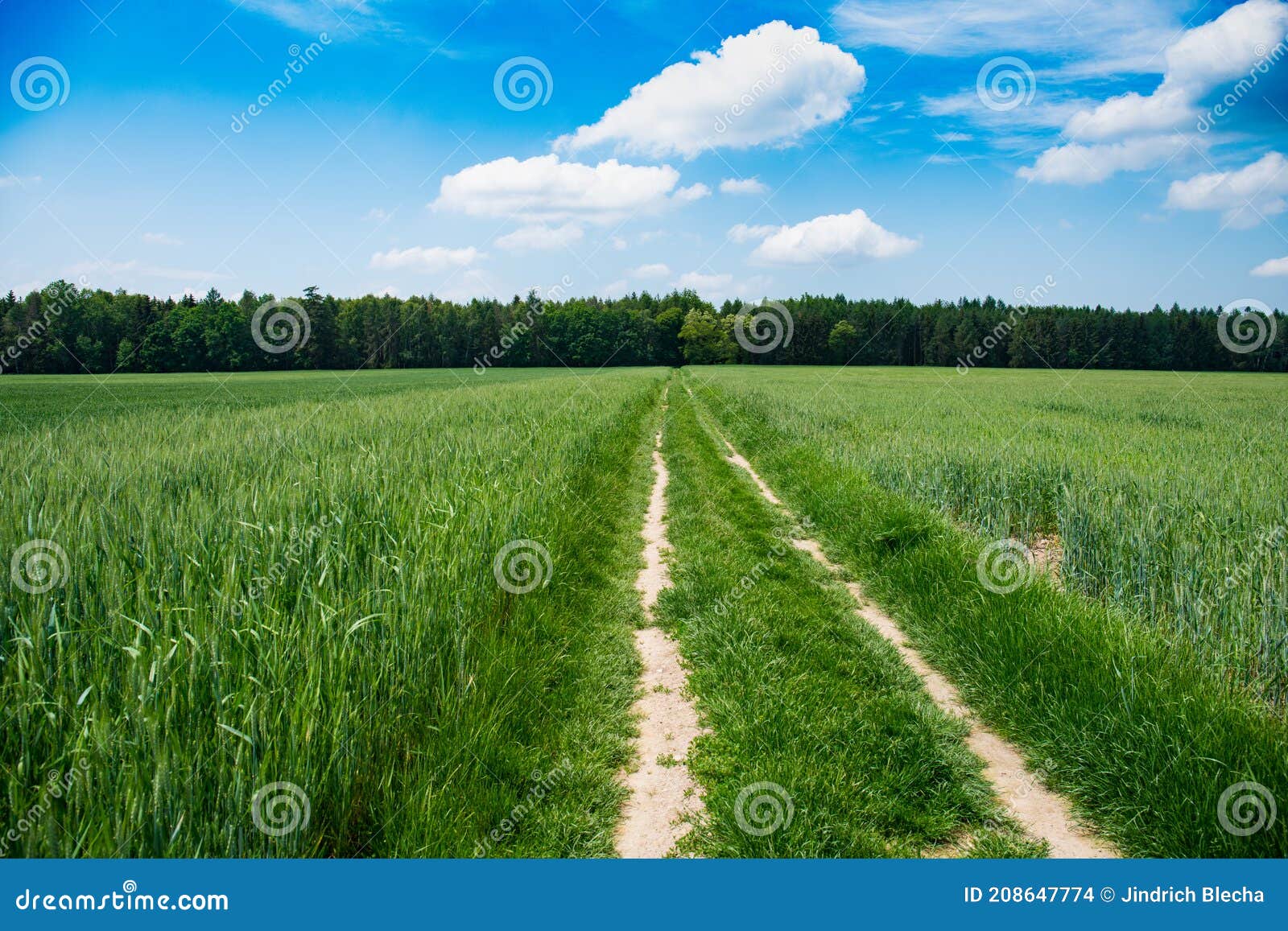 Wheat Fields with Dust Path Stock Photo - Image of path, green: 208647774