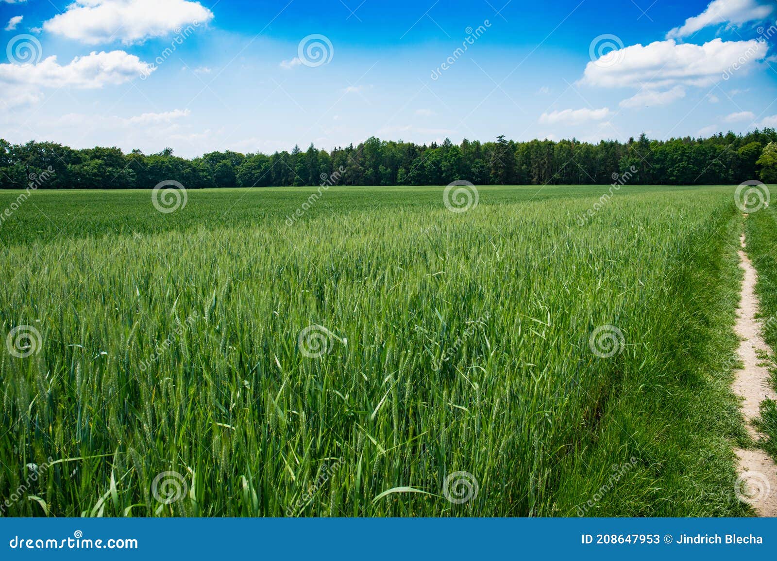 Wheat Fields with Dust Path Stock Image - Image of distance, path ...