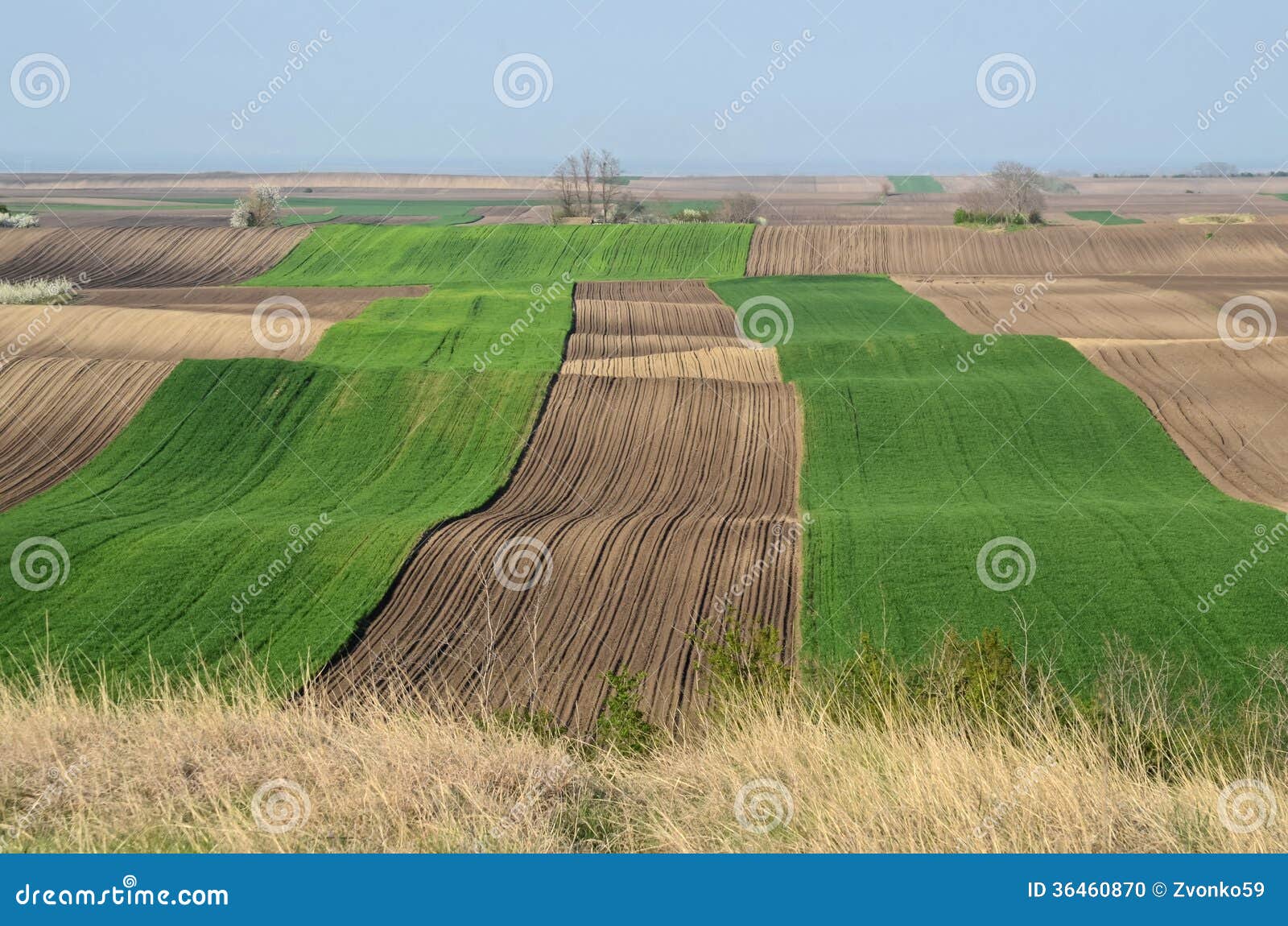 Northern Wheatgrass Stock Photos - Free & Royalty-Free Stock Photos ...