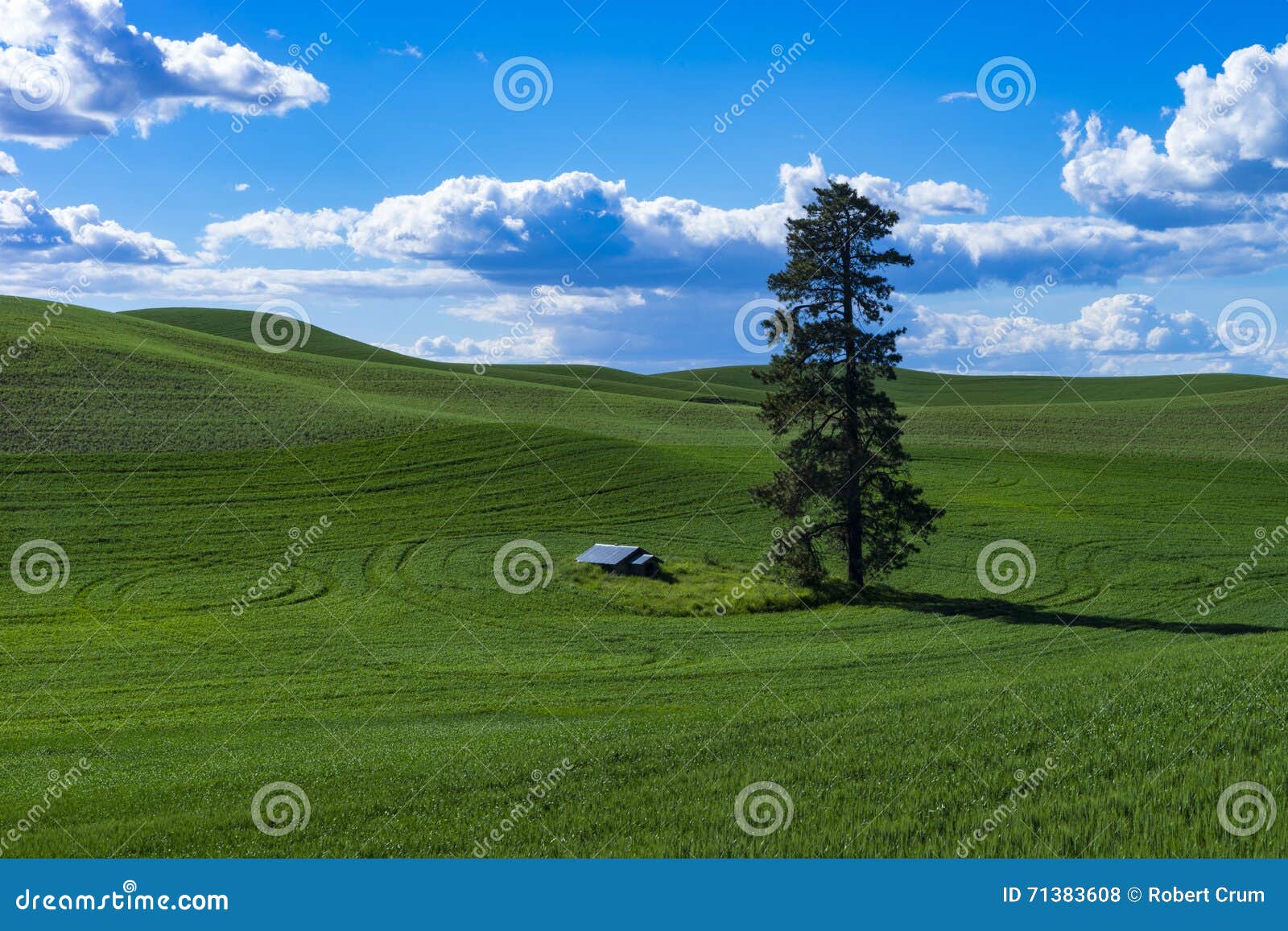 Wheat Fields in Eastern Washington State Stock Photo - Image of grain ...