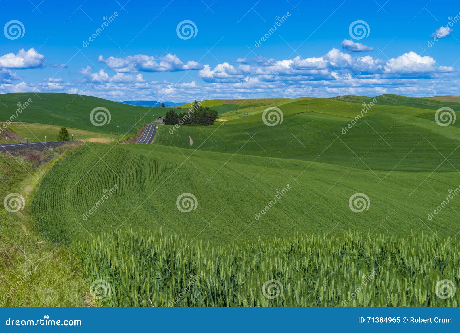 Wheat Fields in Eastern Washington State Stock Image - Image of green ...
