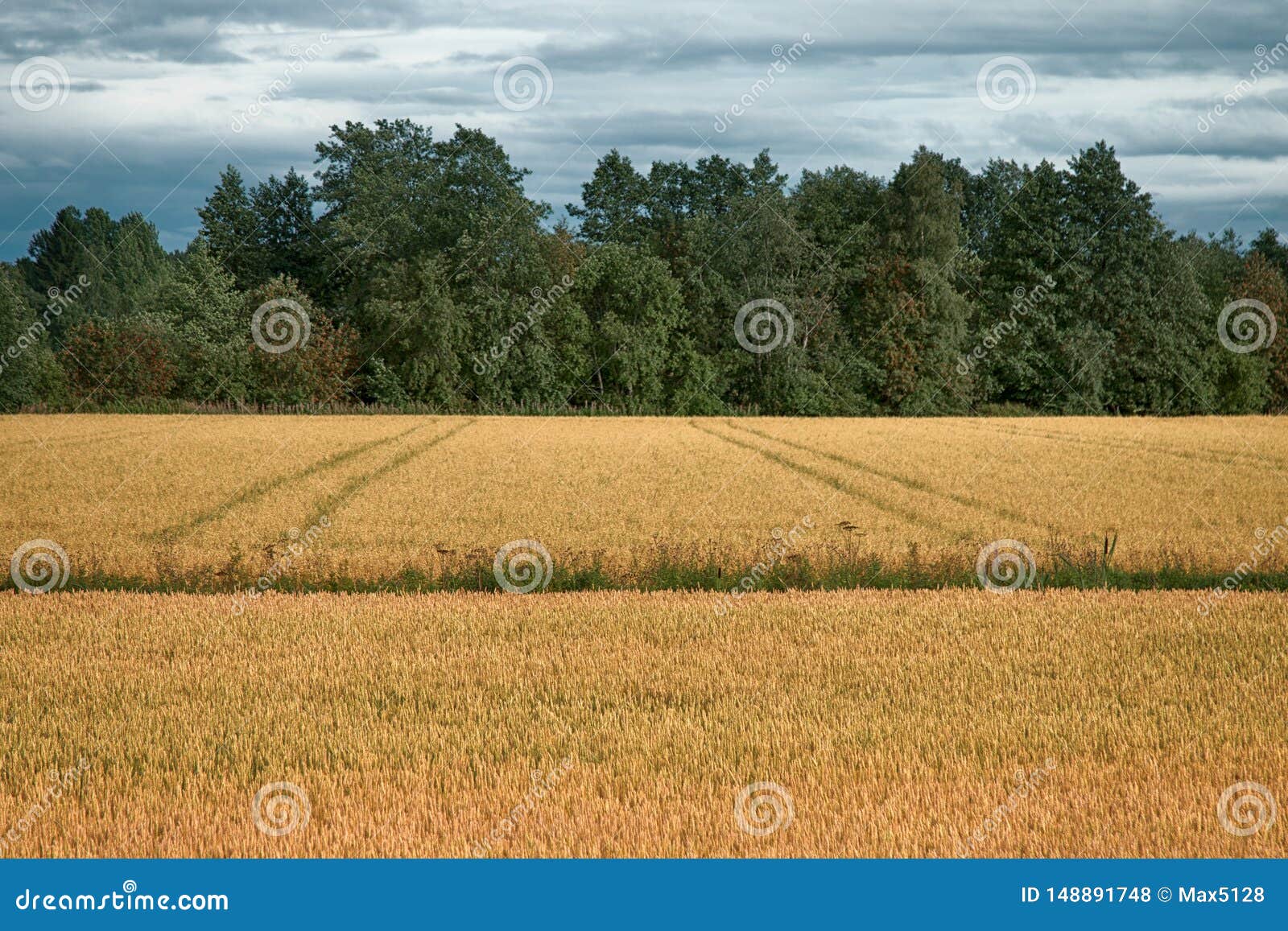Wheat fields in Europe stock photo. Image of august - 148891748