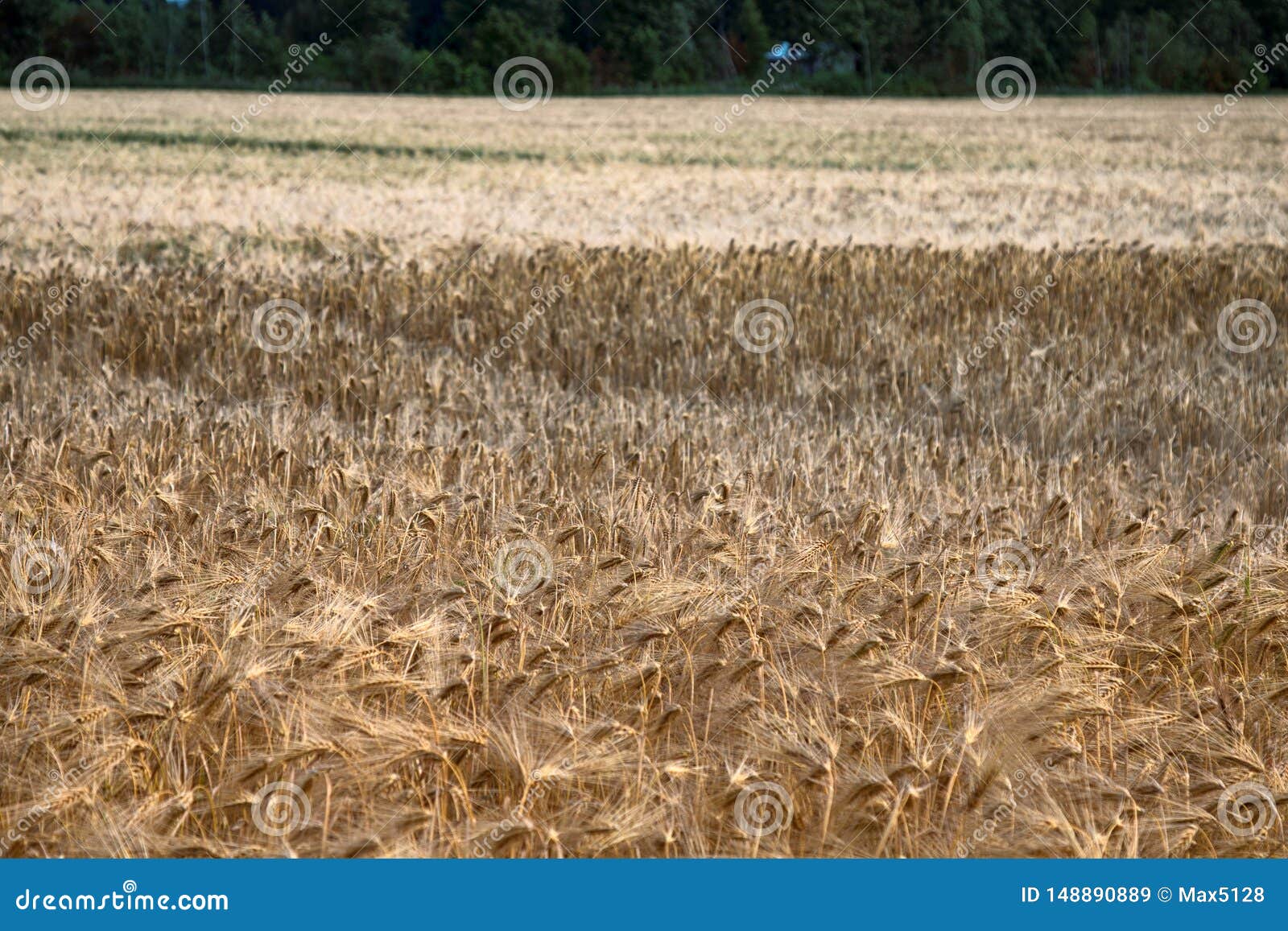 Wheat fields in Europe stock image. Image of beautiful - 148890889