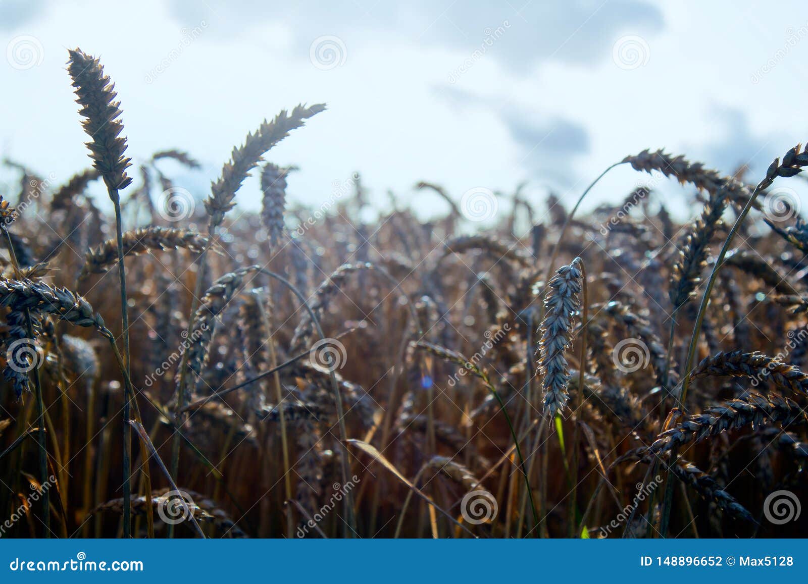 Wheat fields in Europe stock photo. Image of field, crop - 148896652