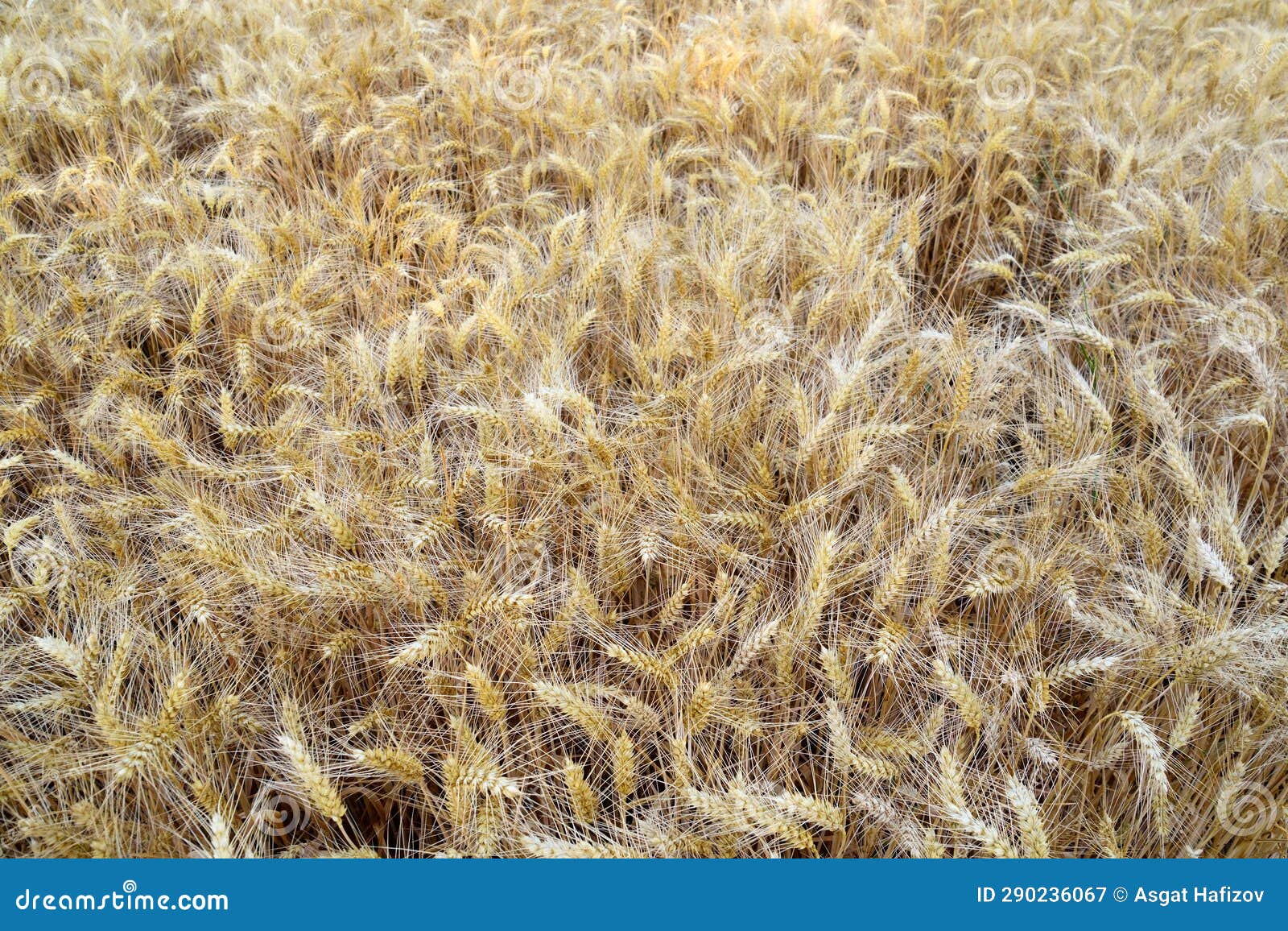 Wheat Fields Fully Ripe at the End of Summer Stock Image - Image of ...