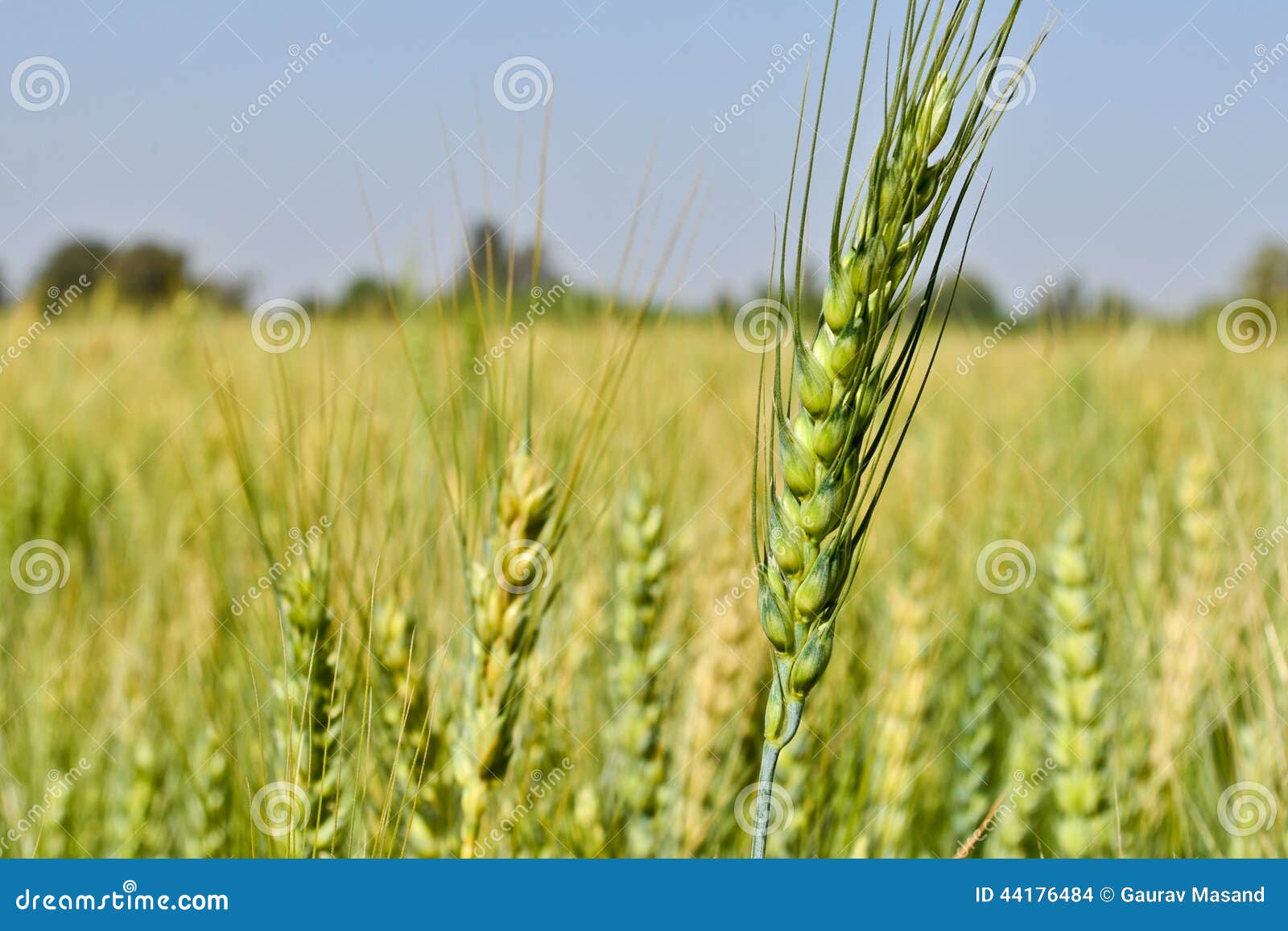 Wheat Fields in Gujrat India Stock Photo - Image of wheat, indian: 44176484