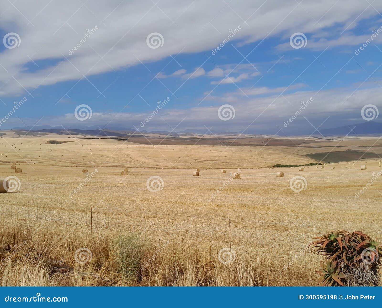 Wheat Fields after Harvest. Bot River District , South Africa Stock ...