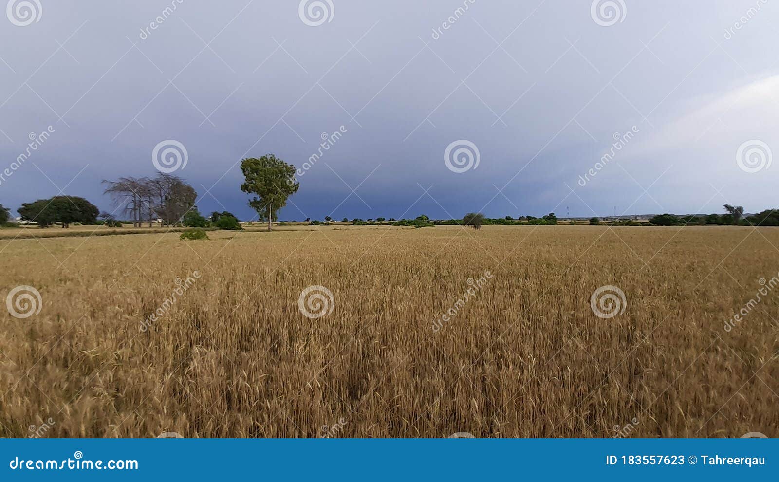 Wheat Fields in Harvesting Season Stock Image - Image of agriculture ...