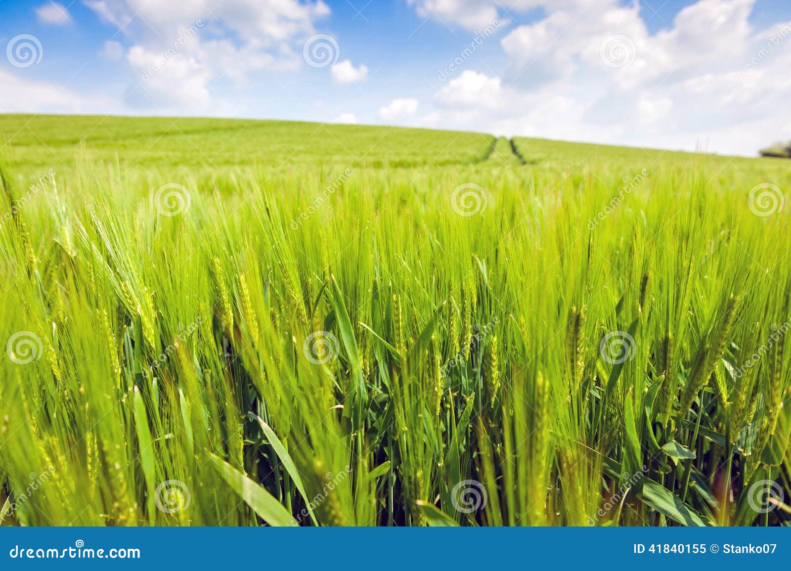 Wheat fields landscape stock image. Image of ecology - 41840155
