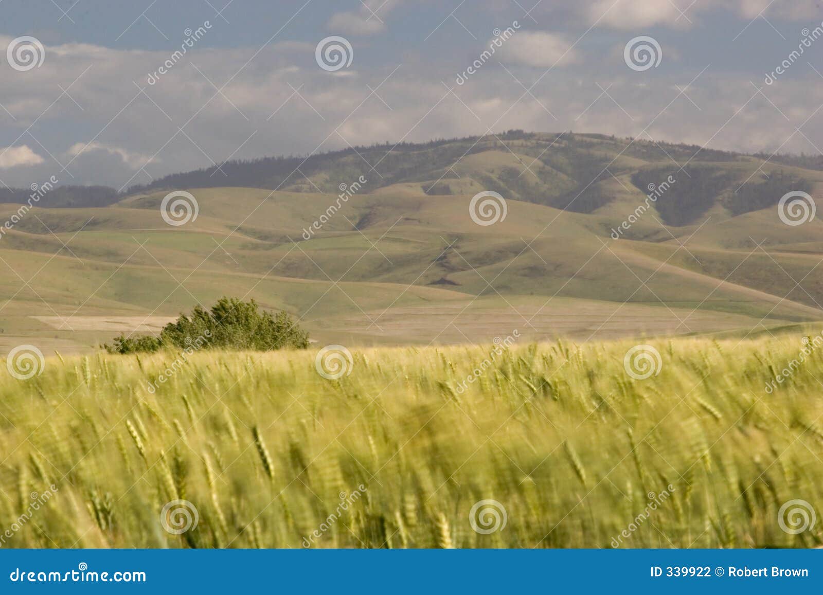 Wheat Fields, Near Pendleton 2 Stock Photo - Image of land, grain: 339922