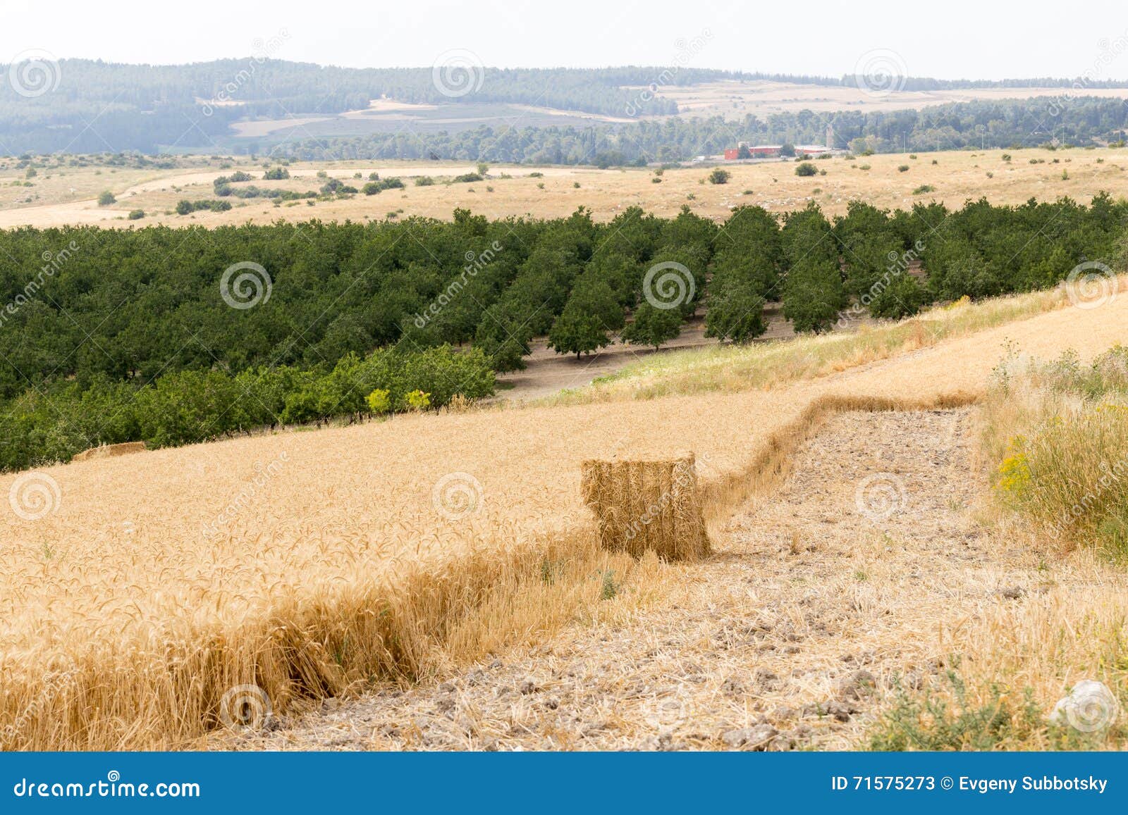 Wheat Fields Stack Crop Yard, Israel. Stock Image - Image of forest ...
