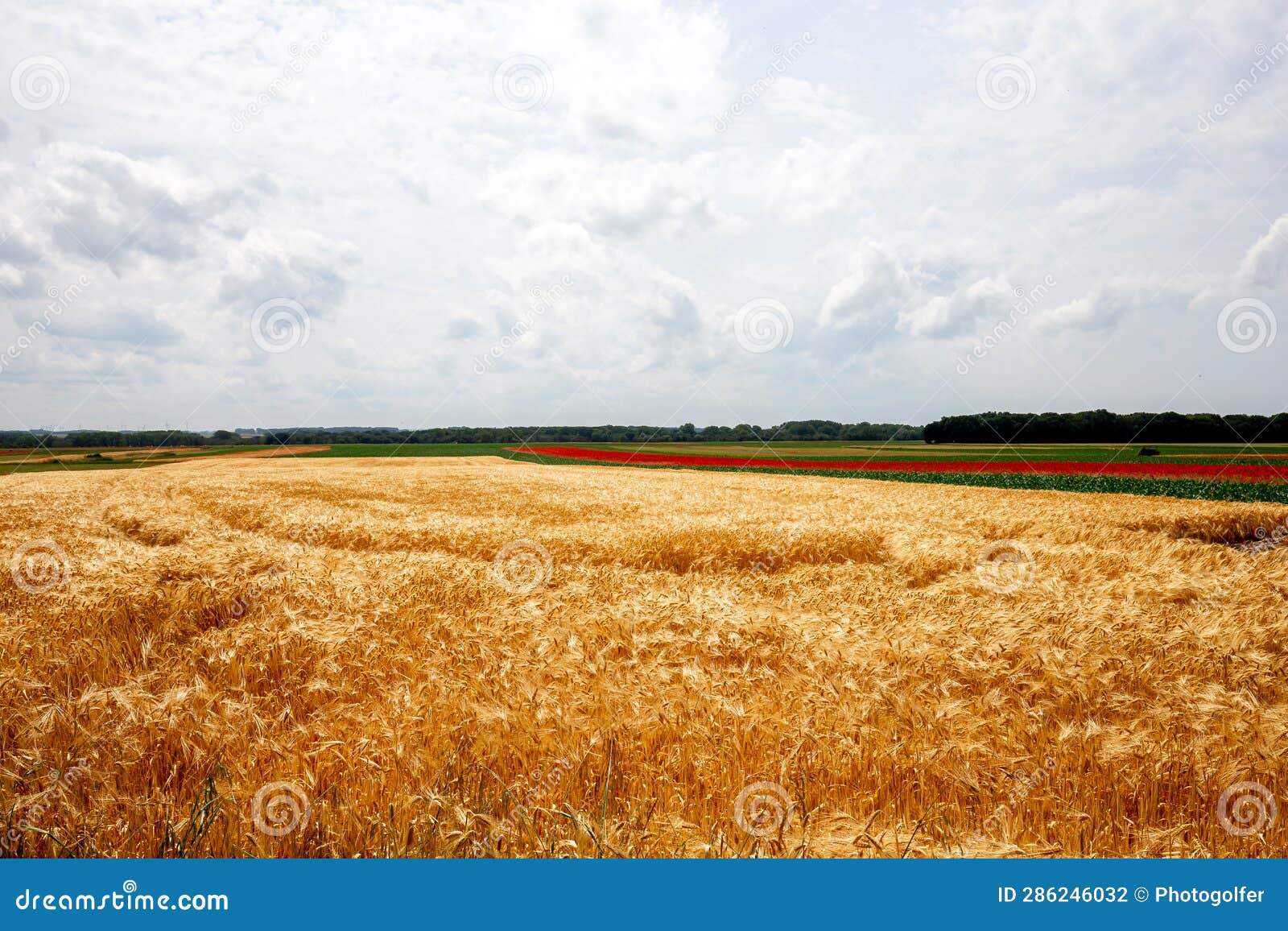Wheat Fields in Summer, Etretat, Normandy, France Stock Photo - Image of wheat, sunshine: 286246032