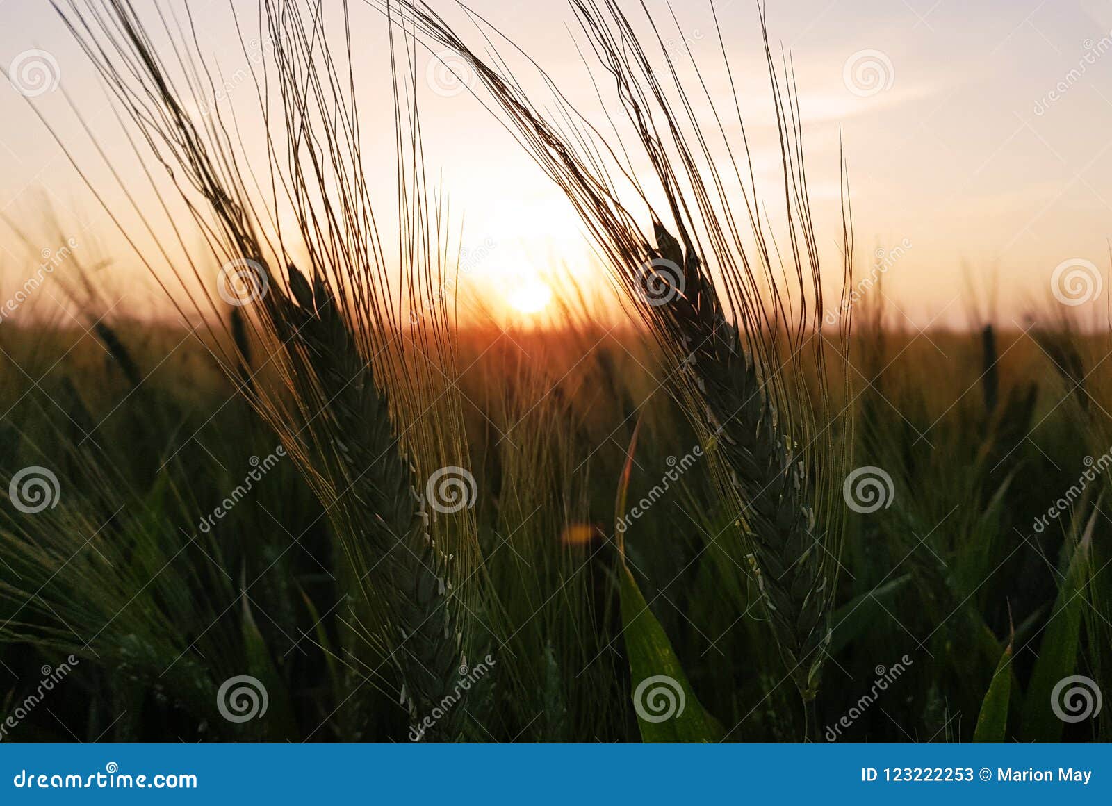 Wheat Fields, a Summer Evening, Stock Image - Image of evening ...