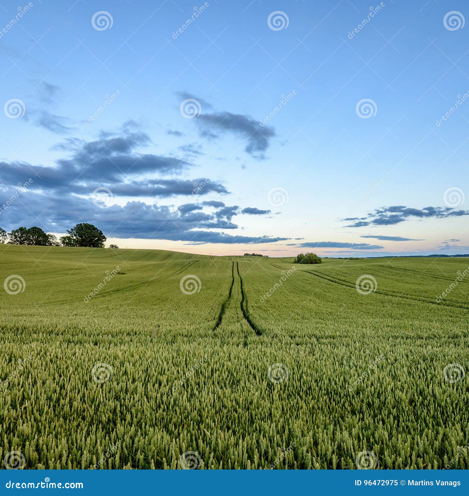 Wheat Fields in Summer with Young Crops Stock Image - Image of land ...
