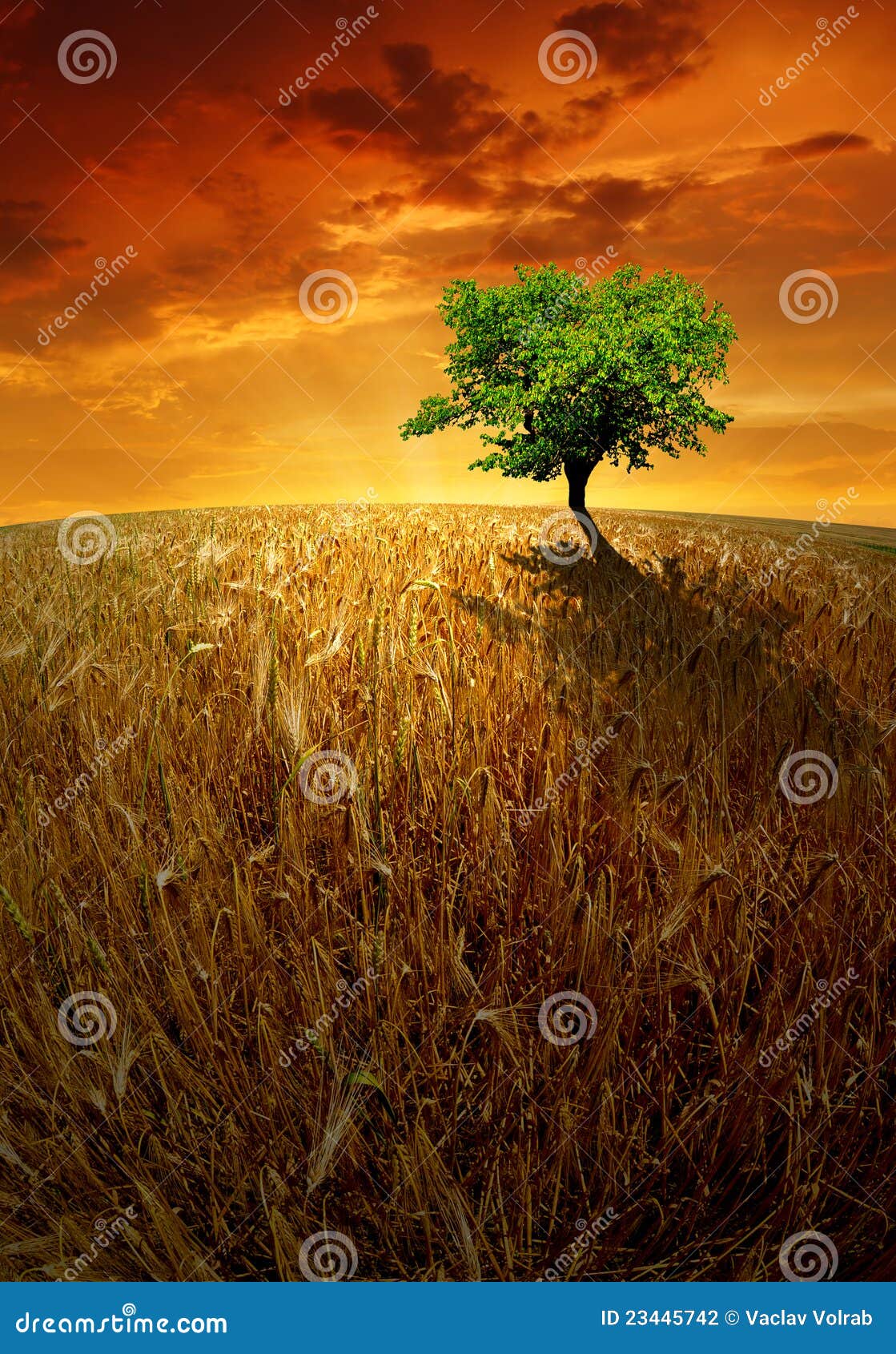 Wheat fields with tree stock photo. Image of prairie - 23445742