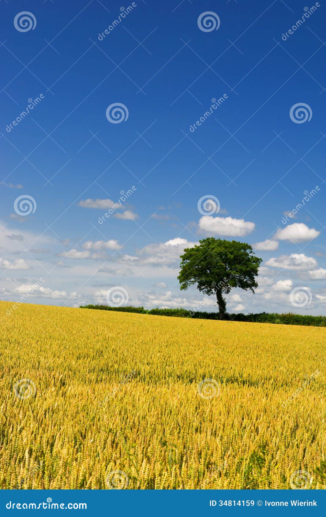 Wheat fields with tree stock image. Image of fields, meadows - 34814159