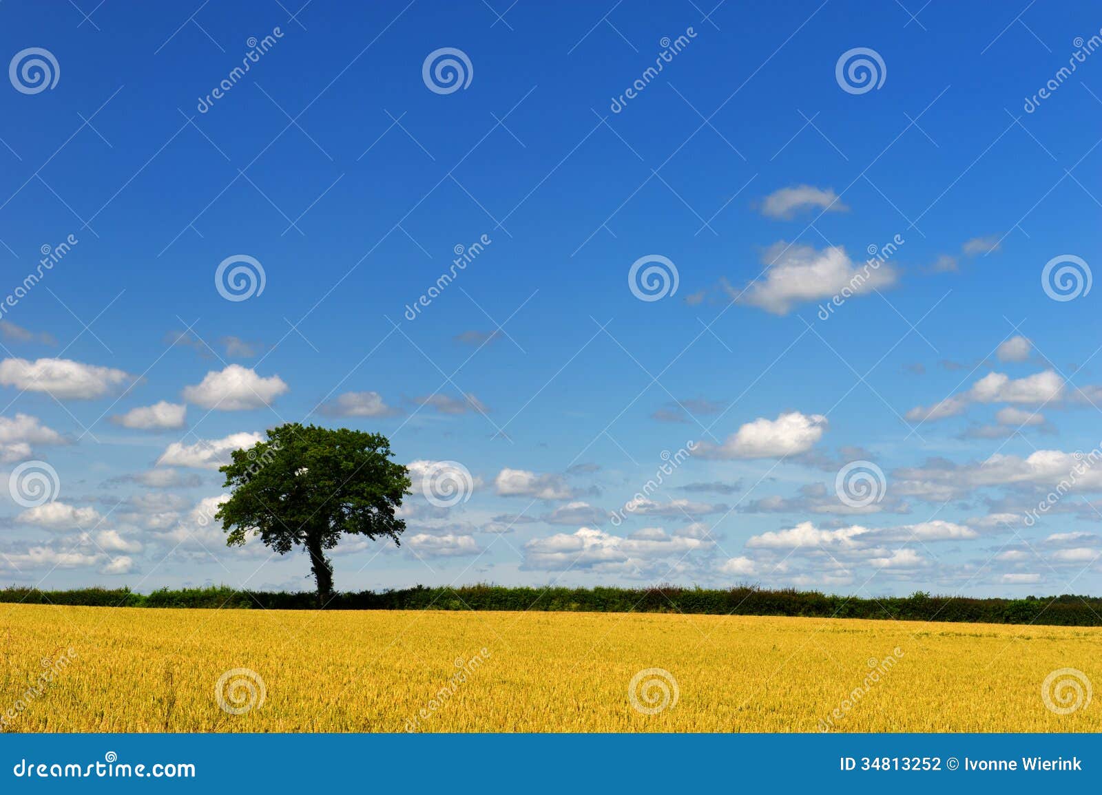 Wheat fields with tree stock photo. Image of meadows - 34813252