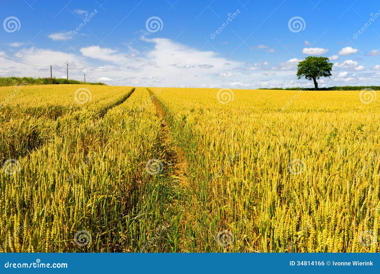 Wheat fields with tree stock photo. Image of nature, tree - 34814166