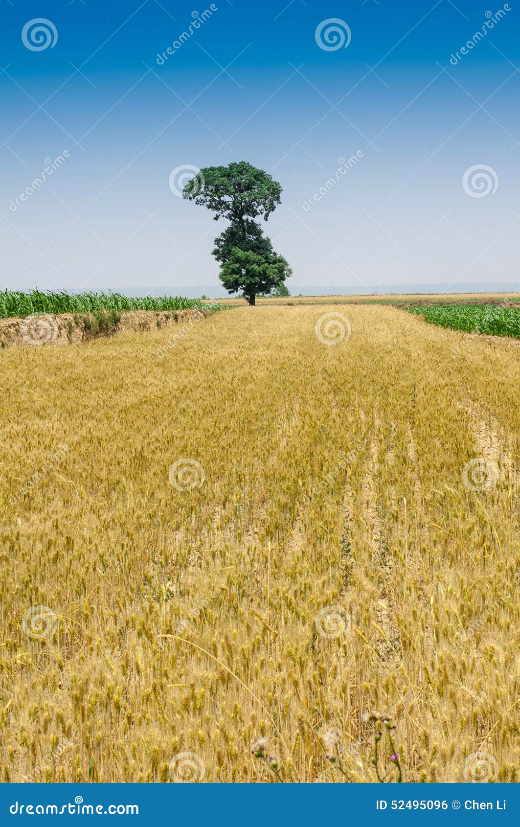 The wheat fields and trees stock photo. Image of mountains - 52495096
